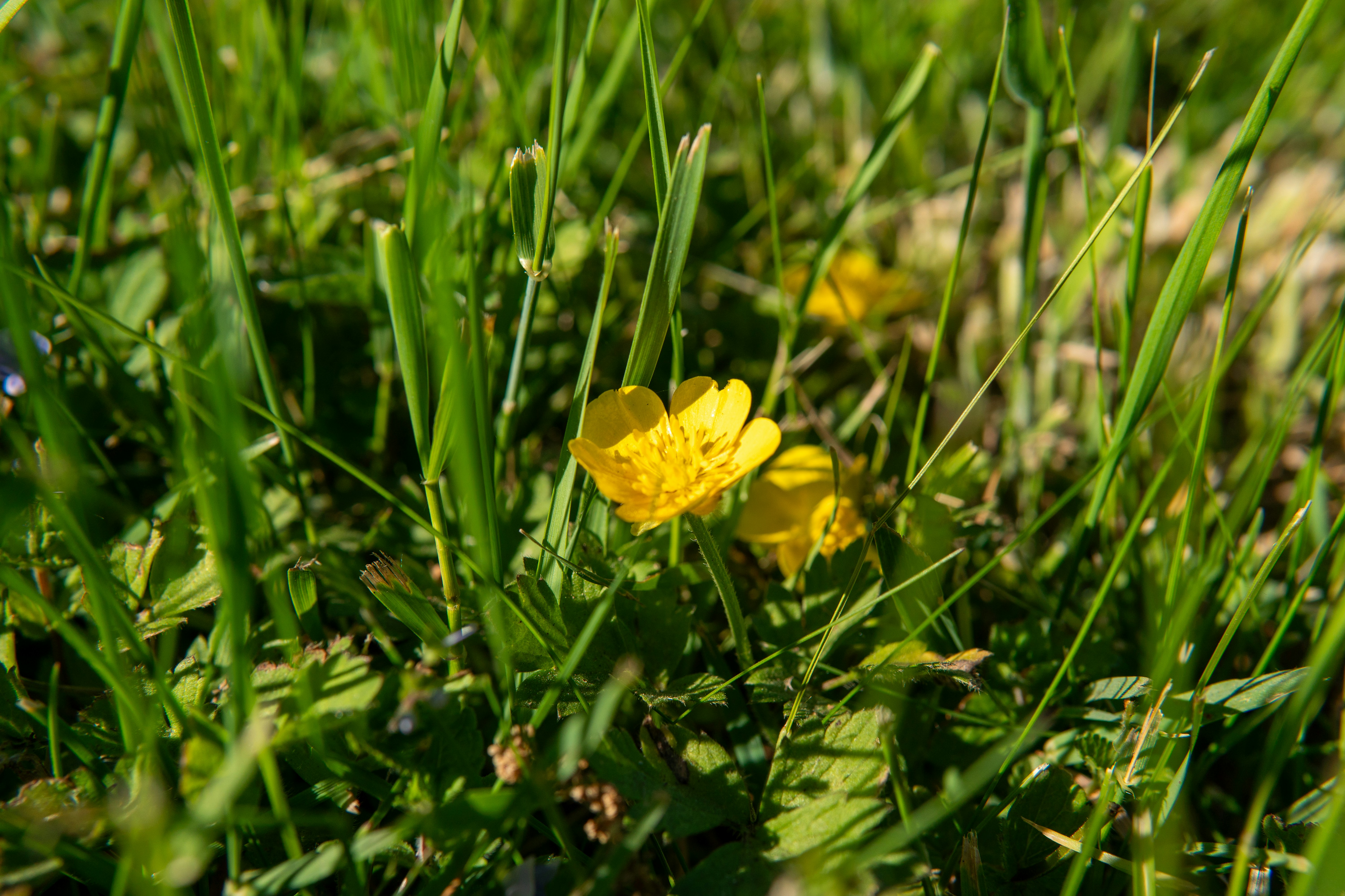 Golden Meadow Bloom Anchored in Sunlit Grasses