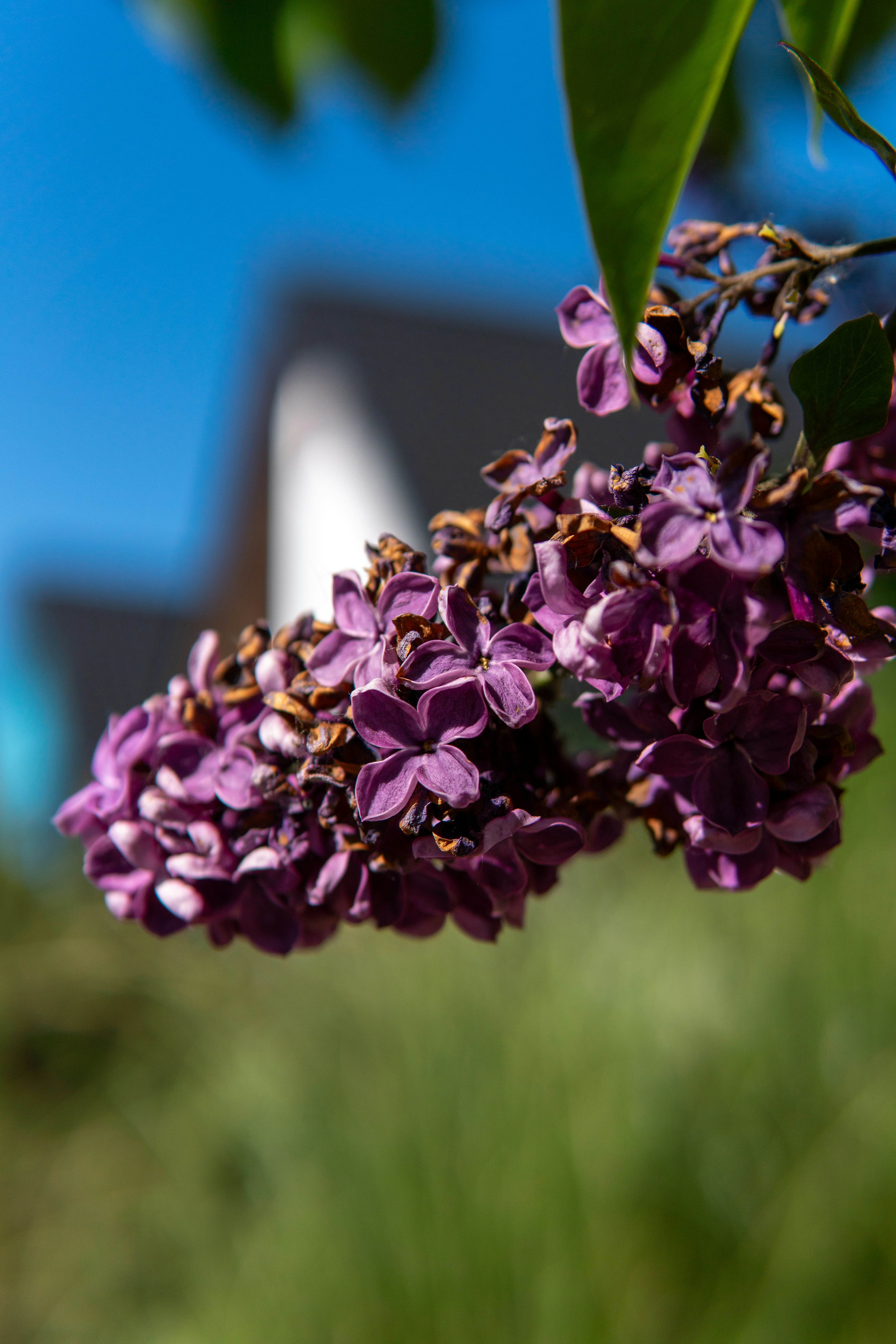 Lilac Constellation: A Burst of Purple in Focus