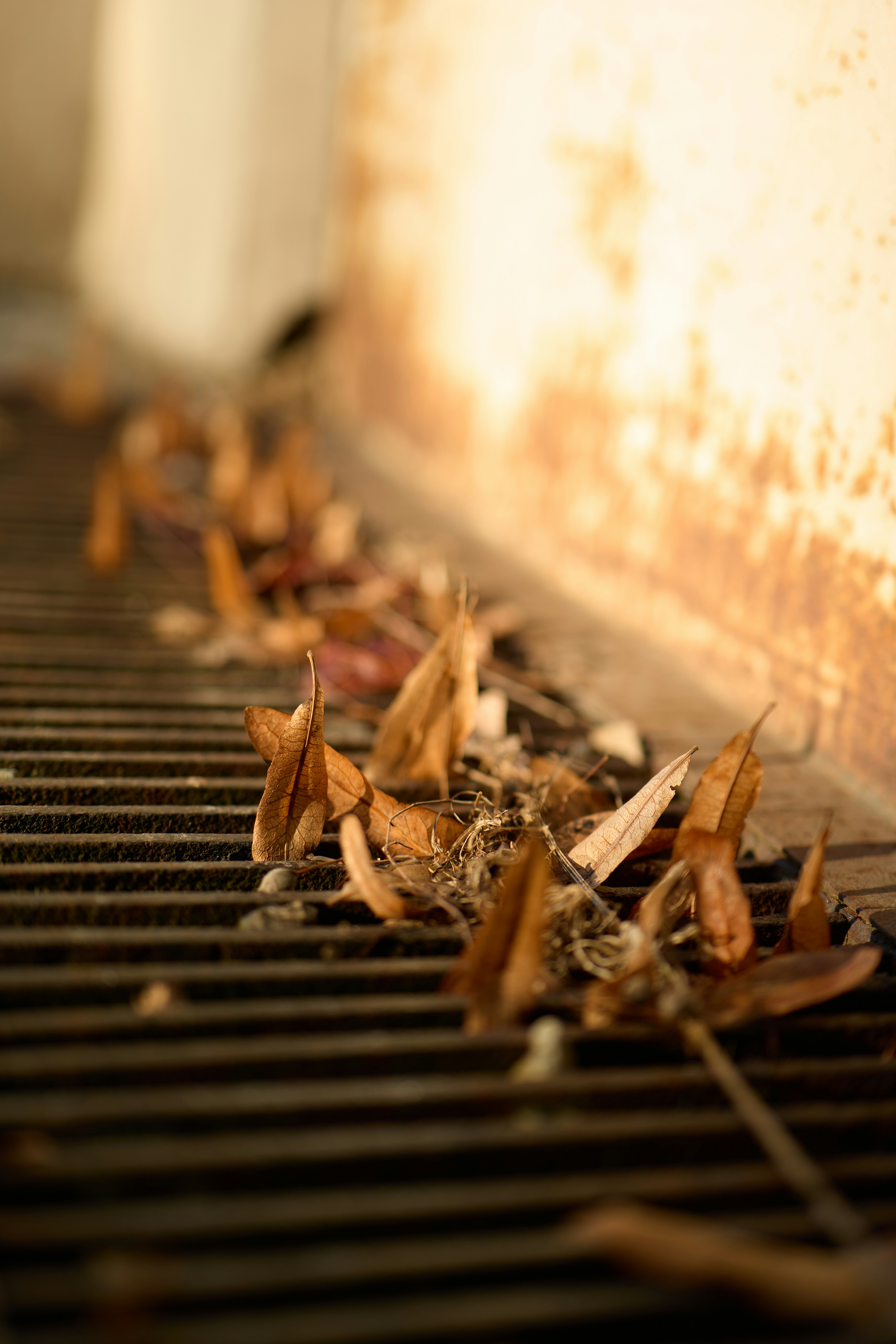 Autumn Debris on a Narrow Passage