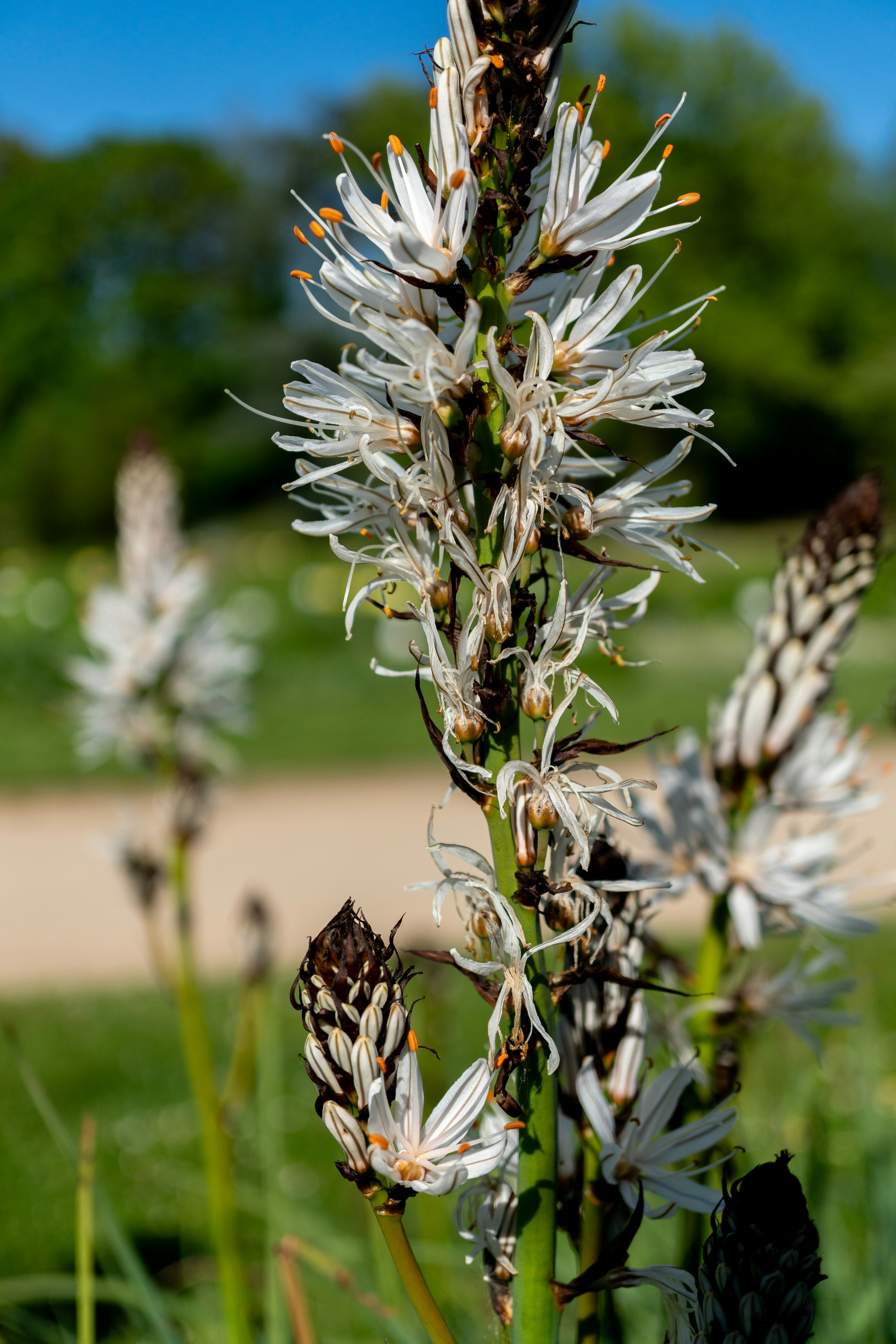 White summer spike in sharp focus against a blurred park backdrop
