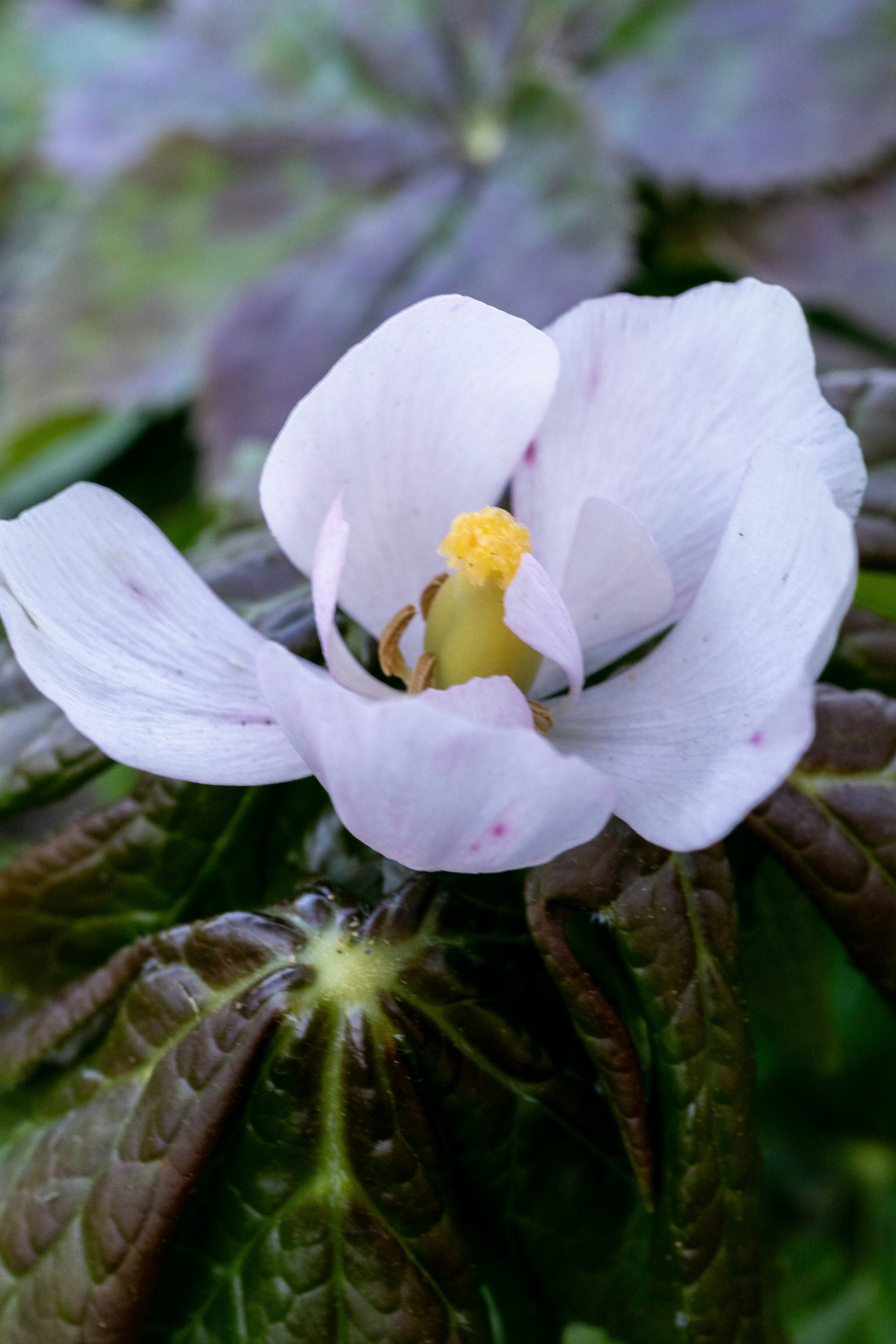 Petal Portrait: A Pale Orchid Bloom Emerges from Dark Leaves