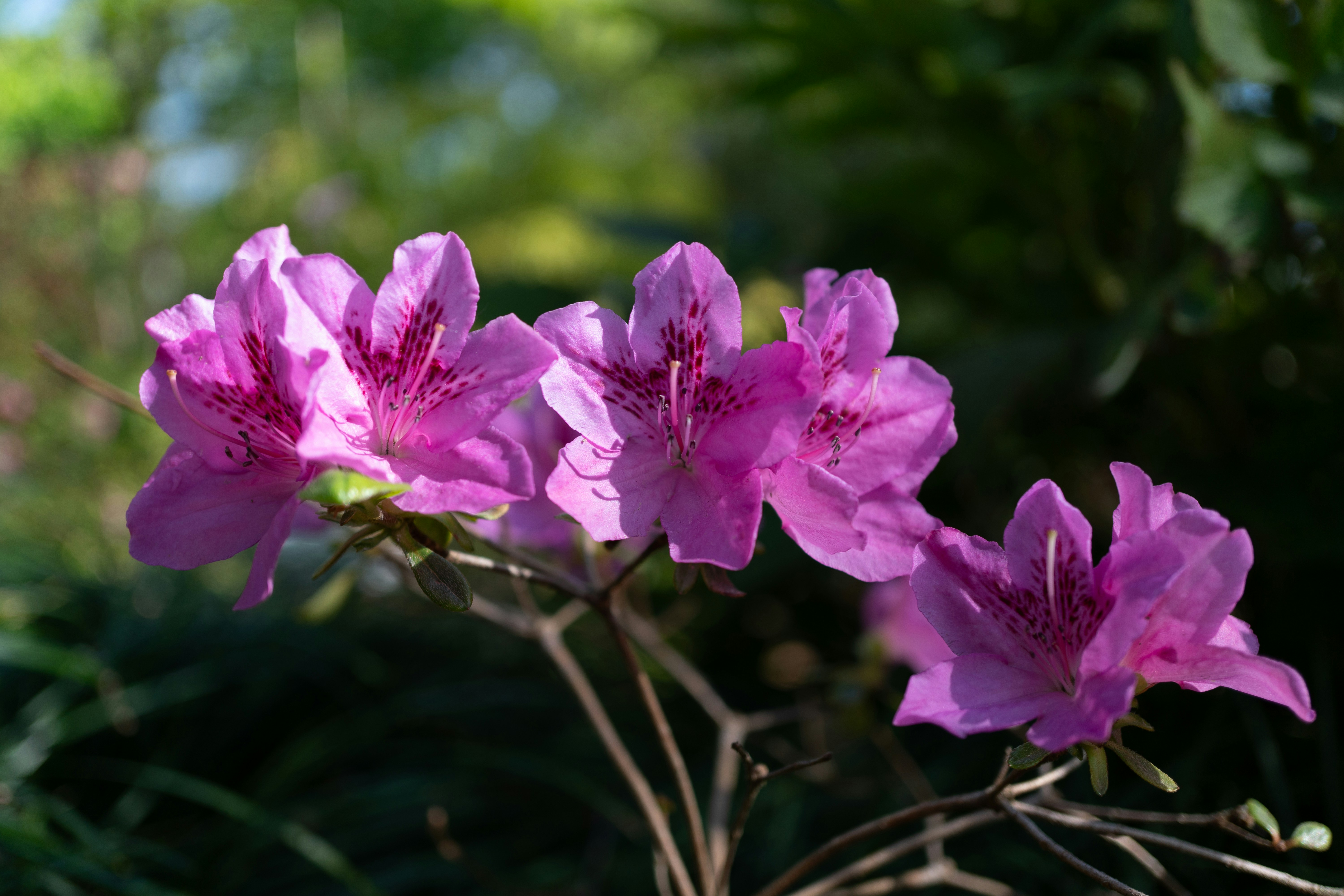 Vibrant Azalea Burst: Pink Blooms Igniting a Sunlit Border