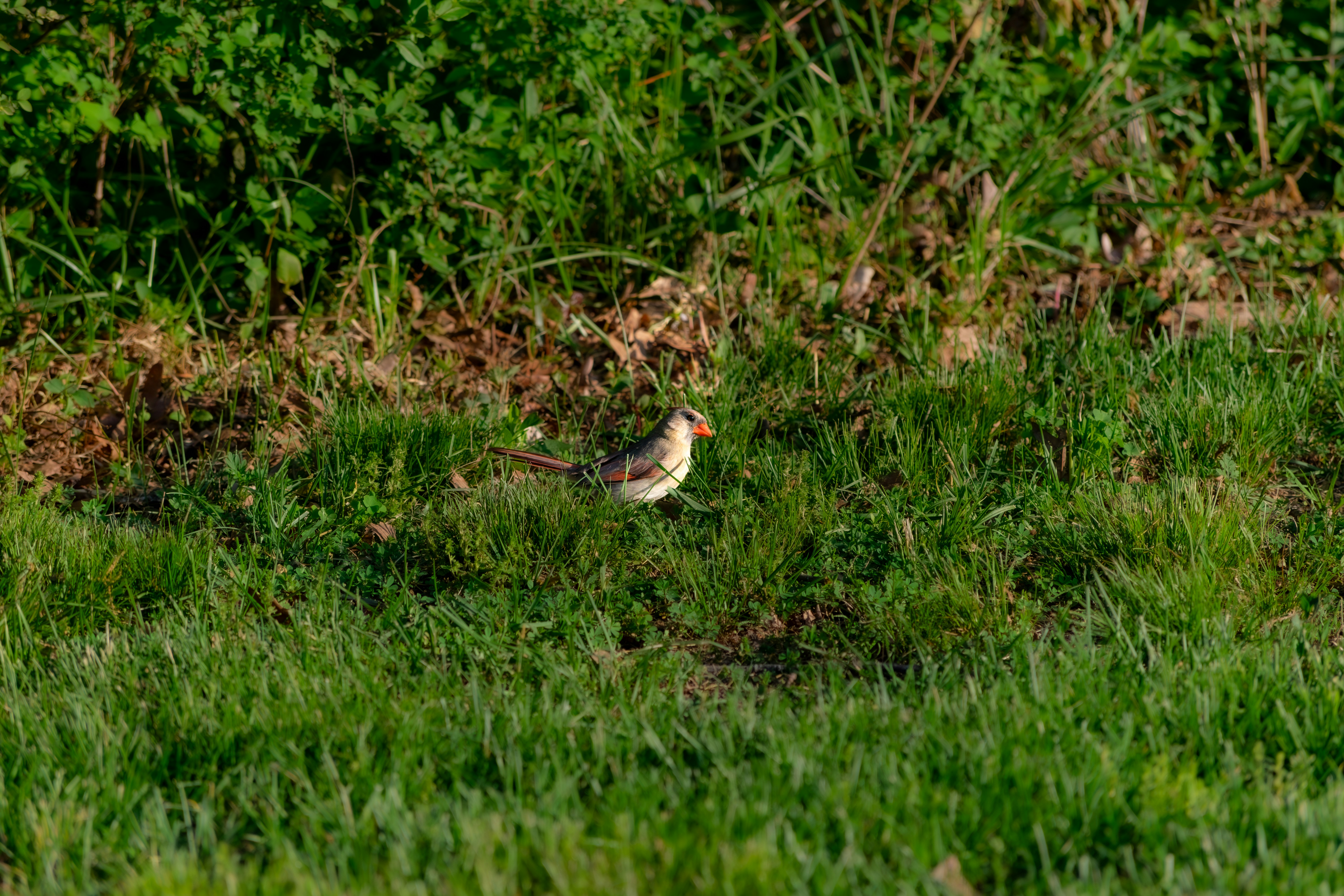 Dusty Field Warbler: a lone bird amid grass and green undergrowth