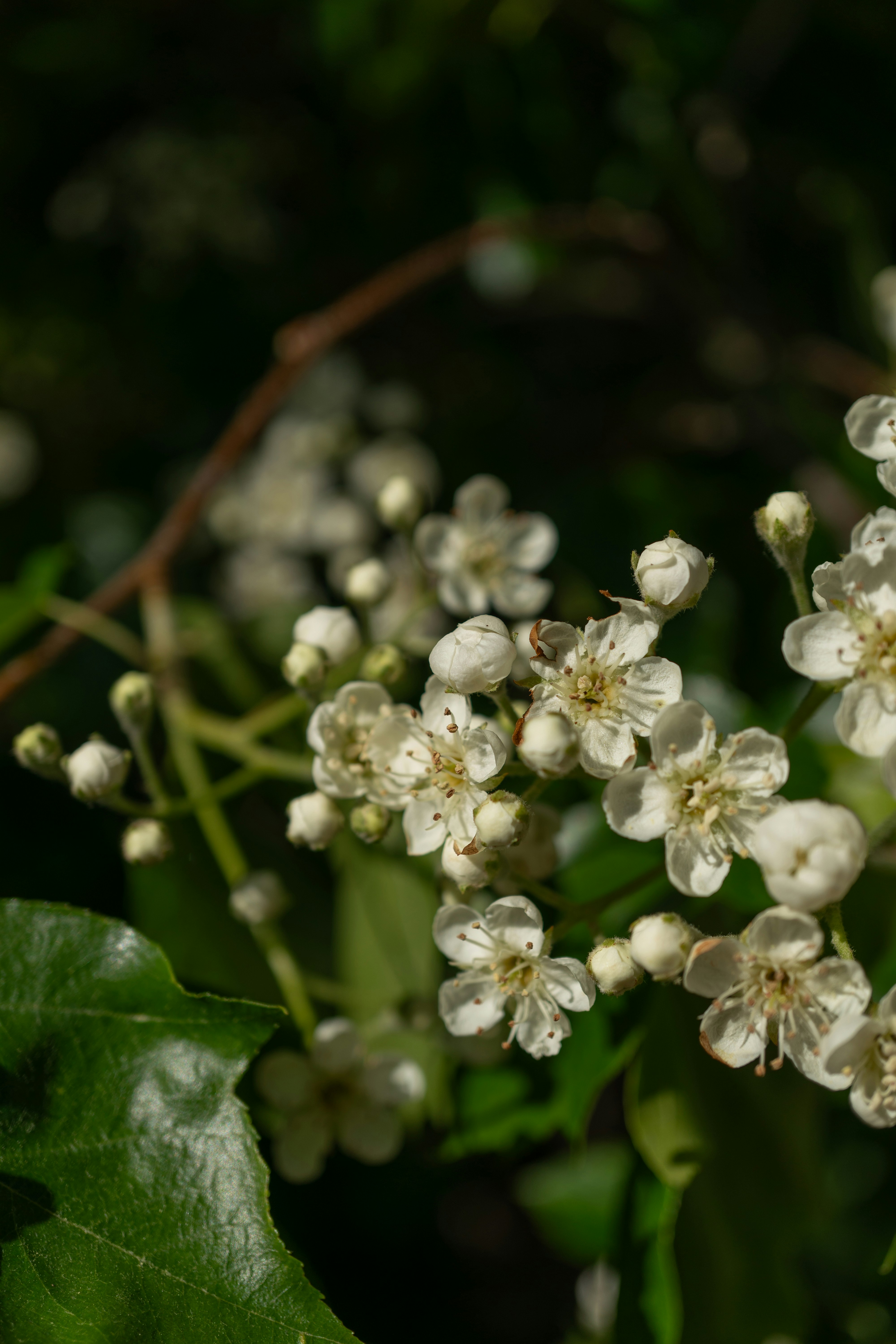 Whispers of White in a Green Orchard