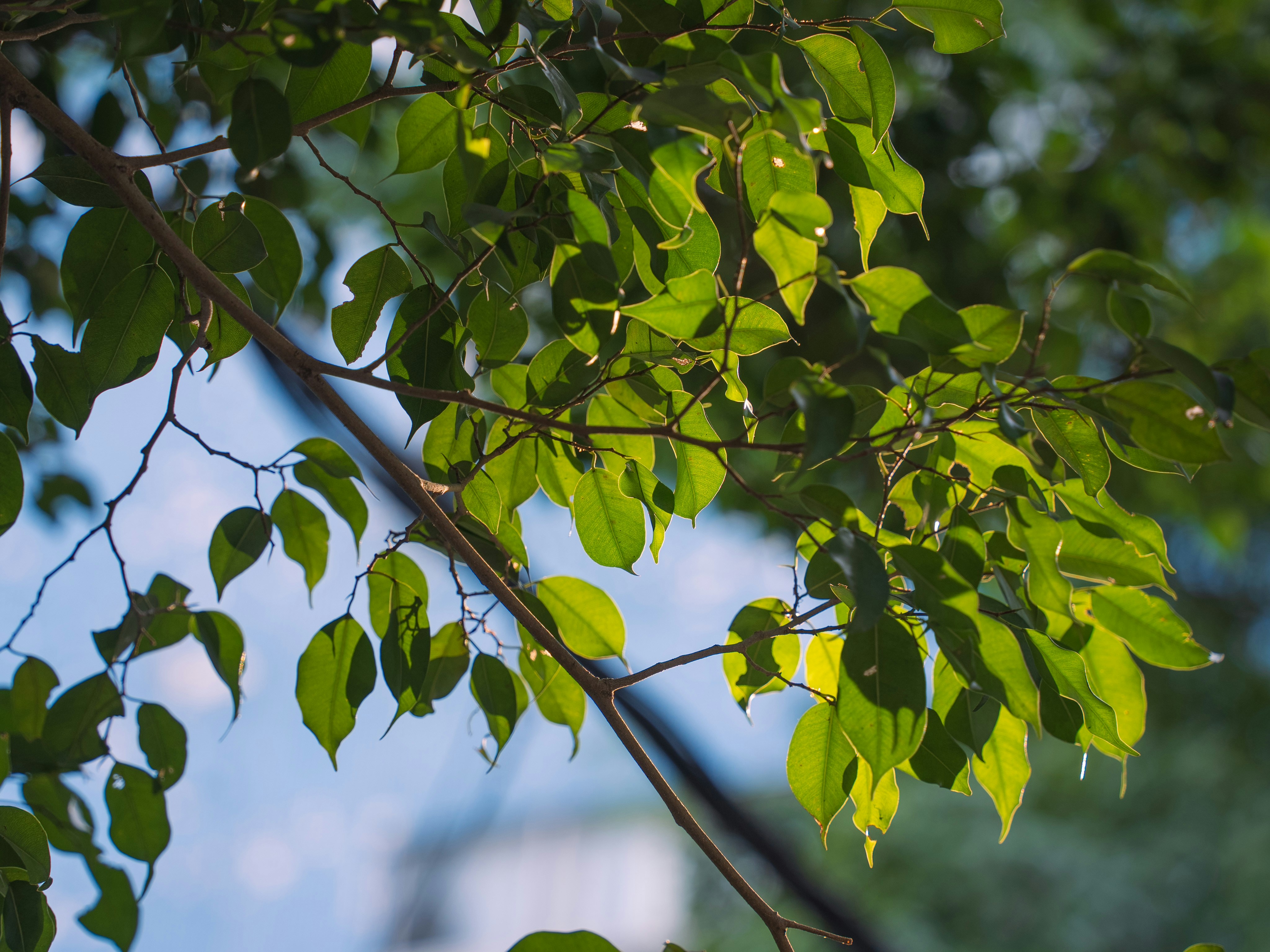 Sunlit Leaves Framed by a Slender Branch
