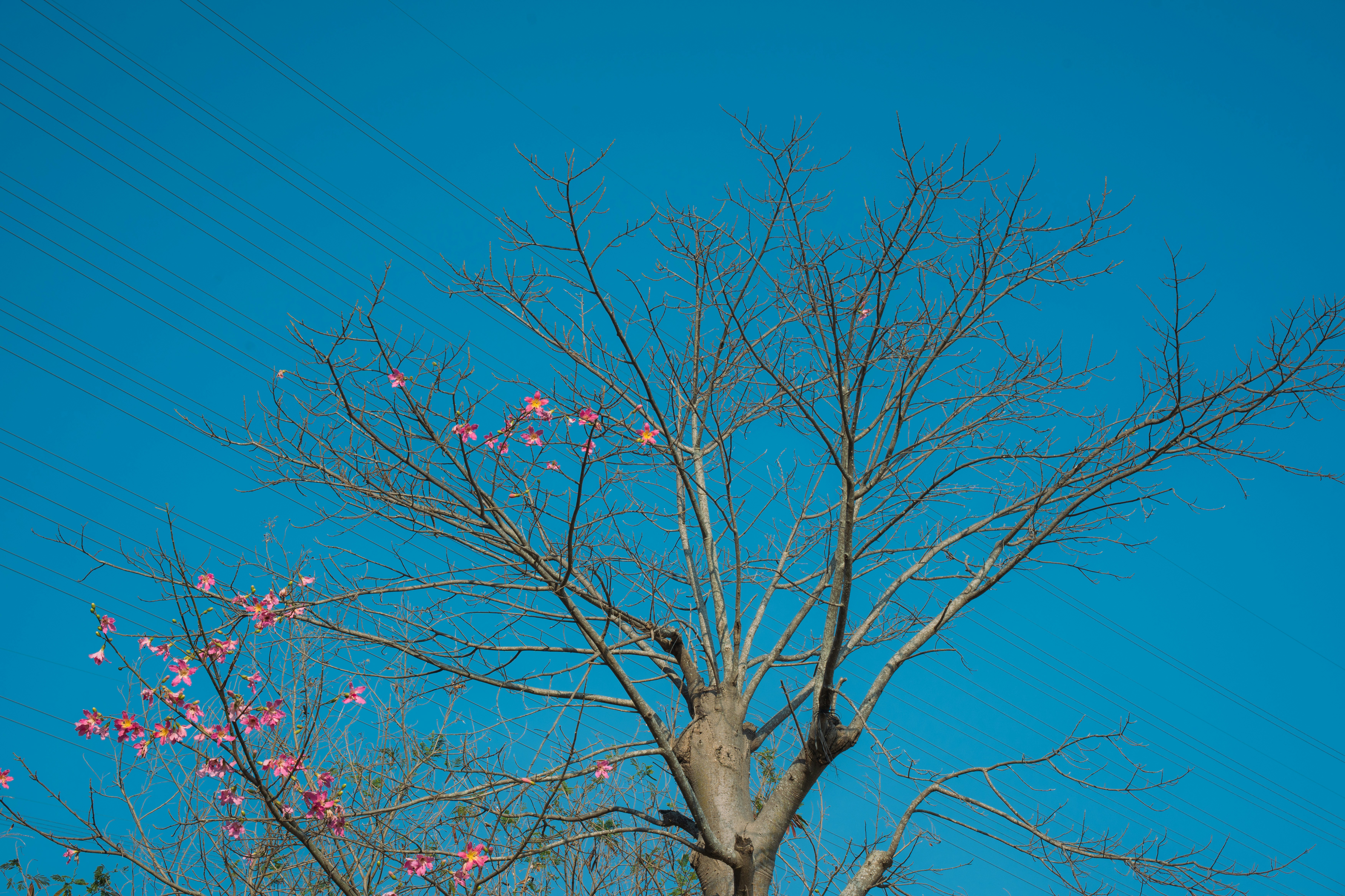 Bare Branches Reach to a Cerulean Sky with Subtle Pink Buds