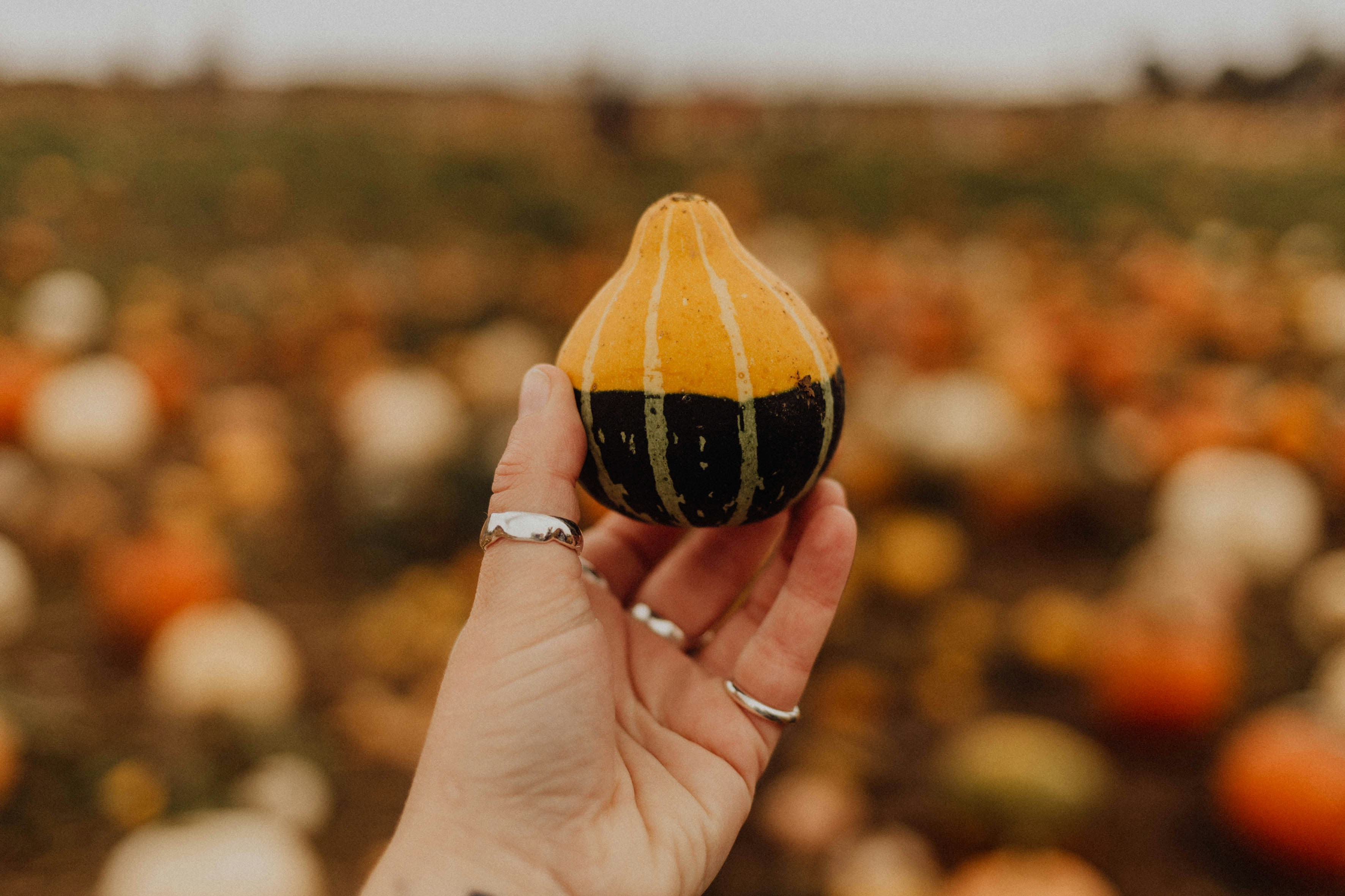 Handful of Autumn: A pumpkin held against a field of gourds