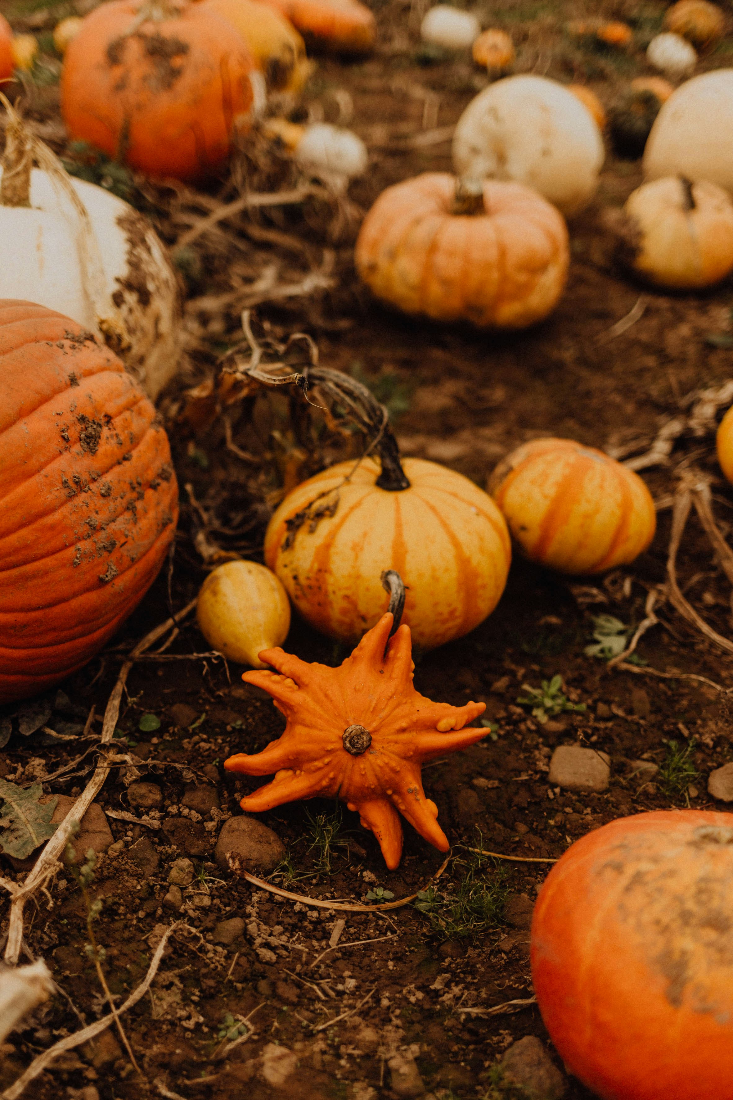 Orange star among pumpkins: a fall harvest close-up
