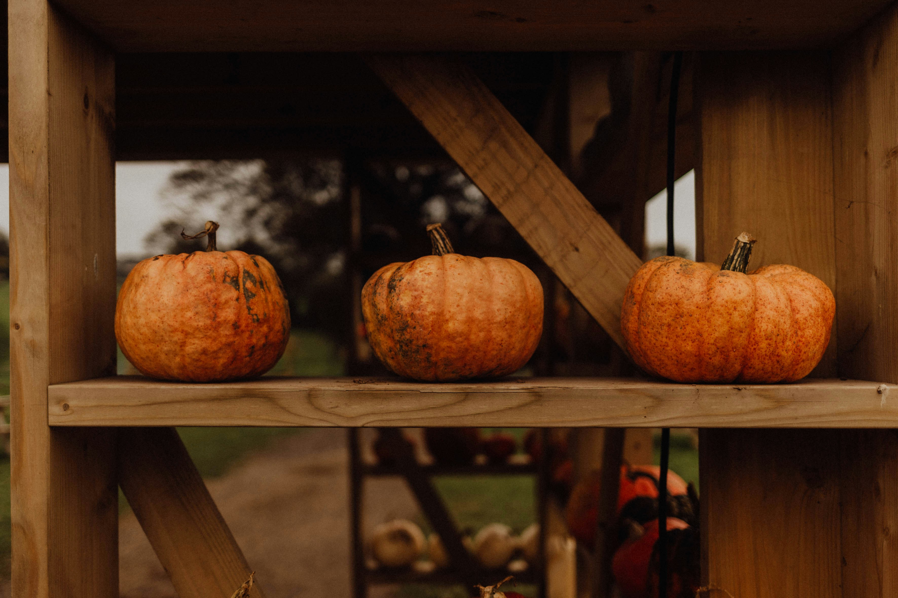 Three Autumn Orbs Resting on Wooden Shelf
