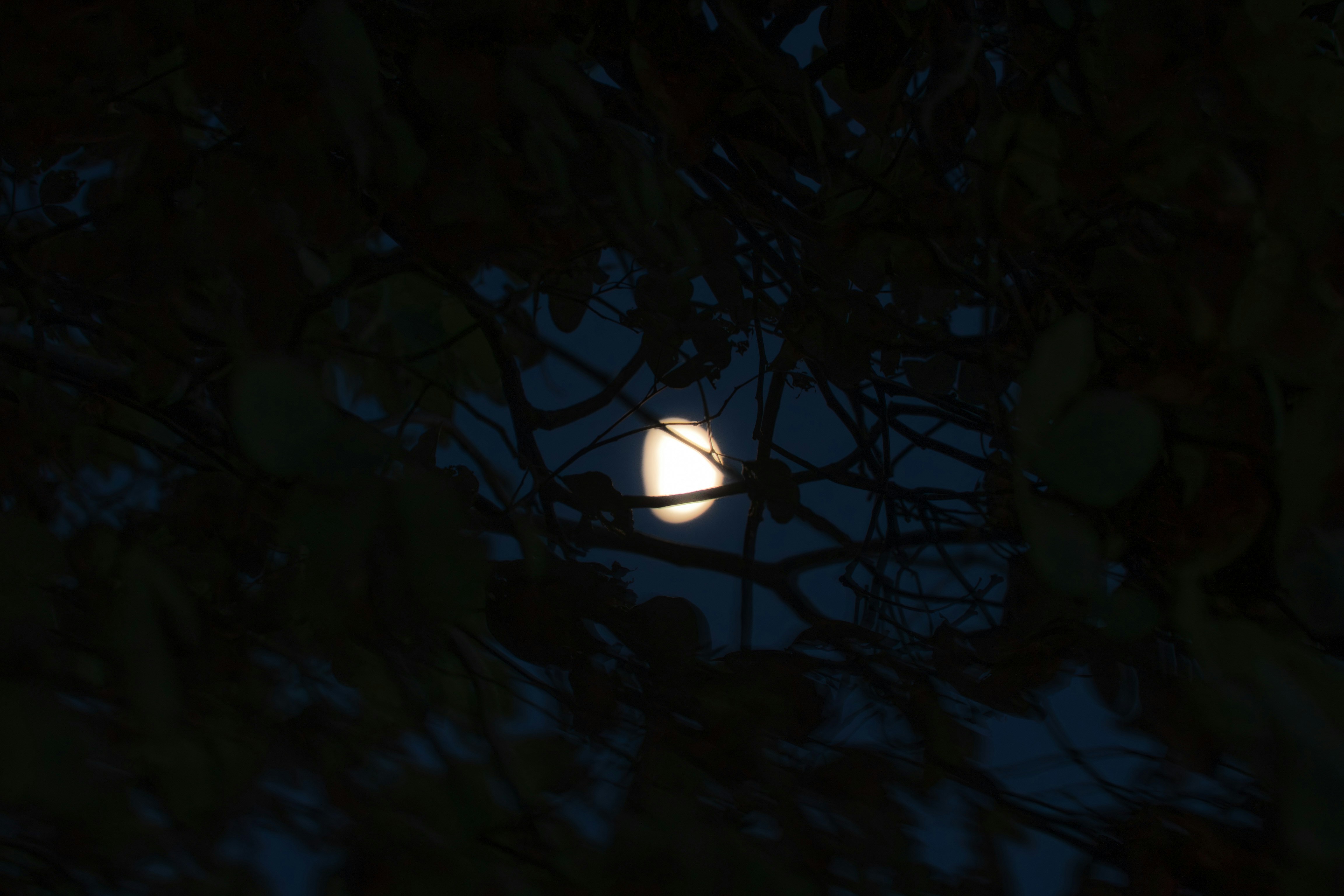 Moonlit Canopy: Night Sky Through Leaves