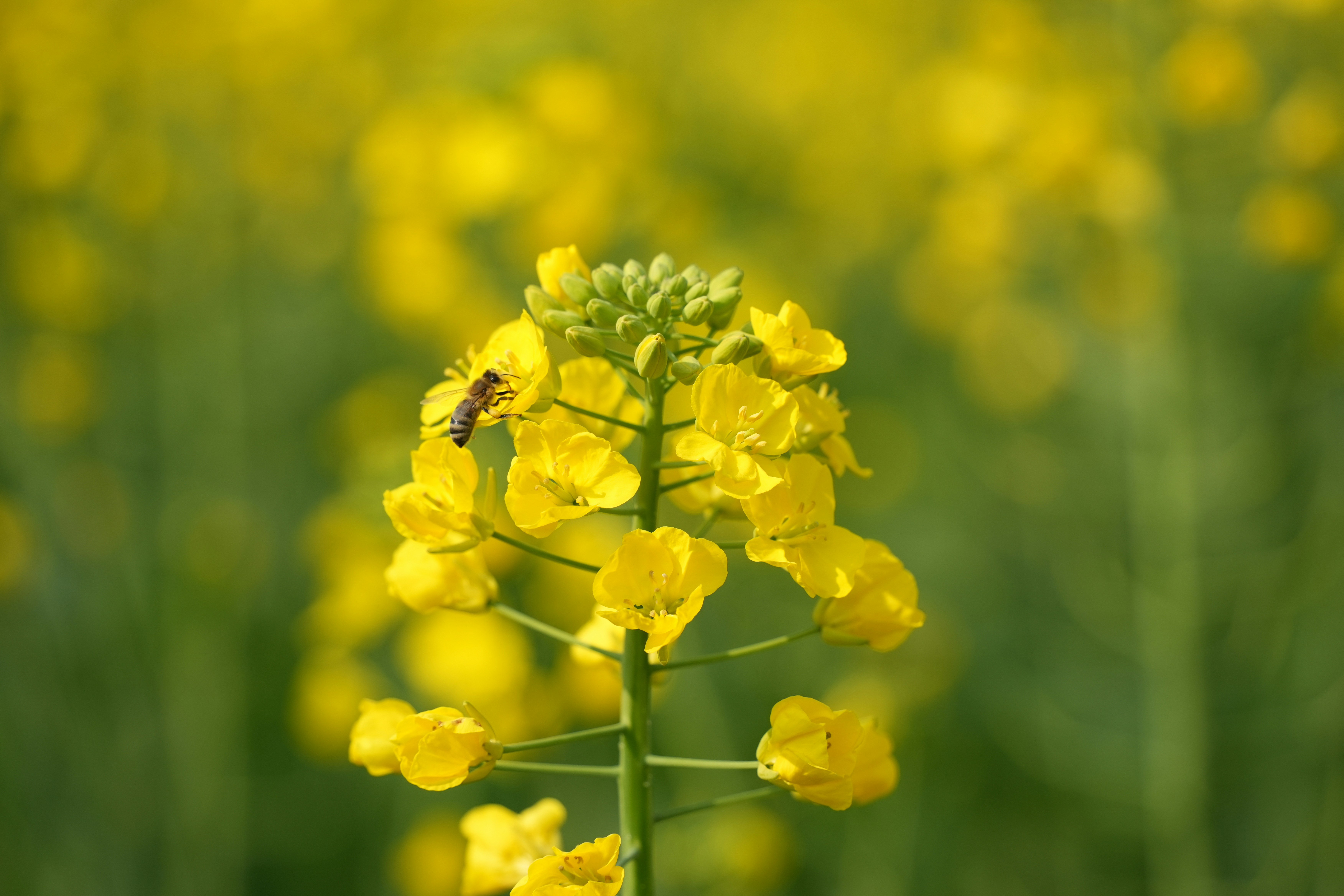 Golden Brassica in Focus: Bee at the Heart of Spring