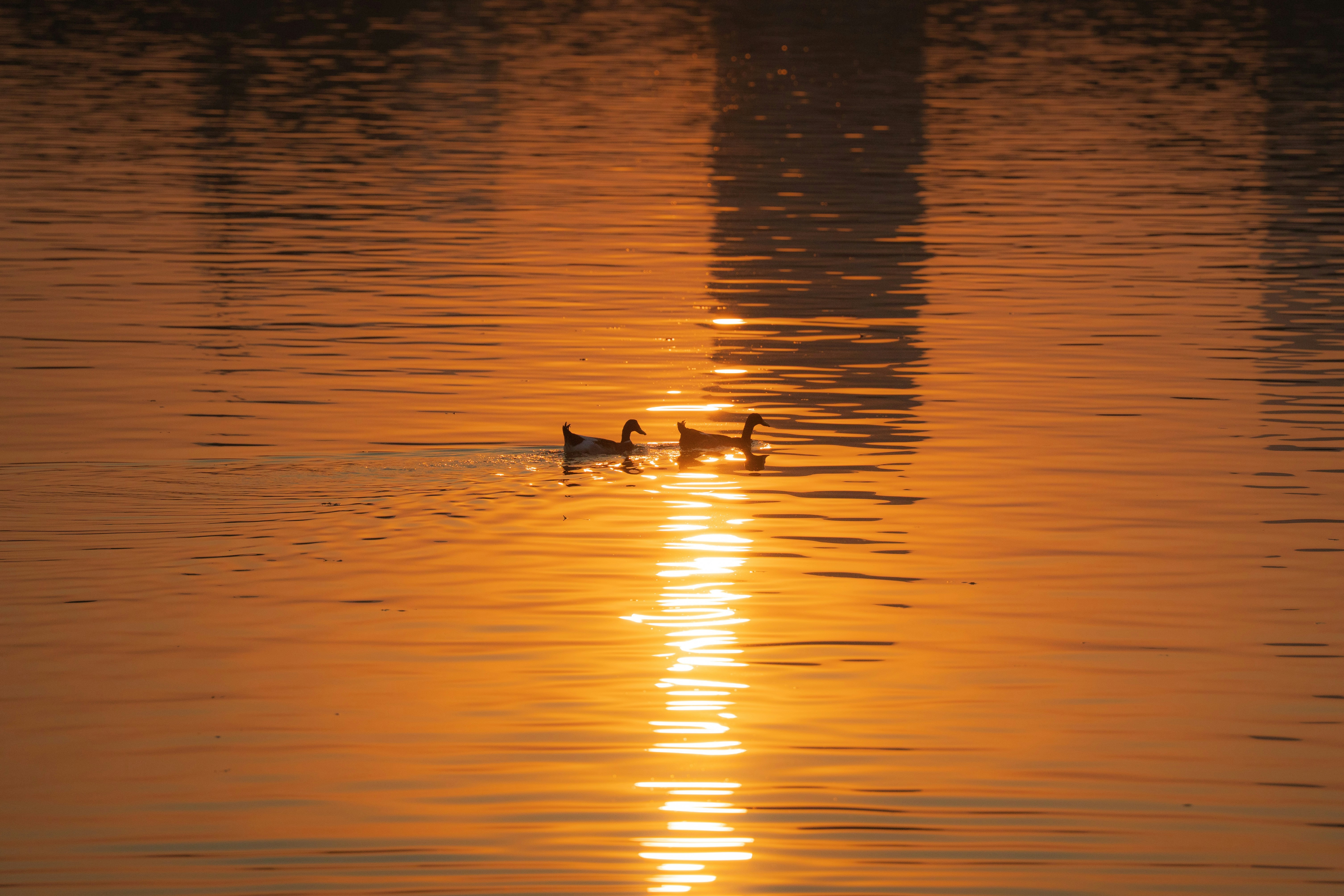 Silhouette of Wildlife Crossing the Golden Mirror