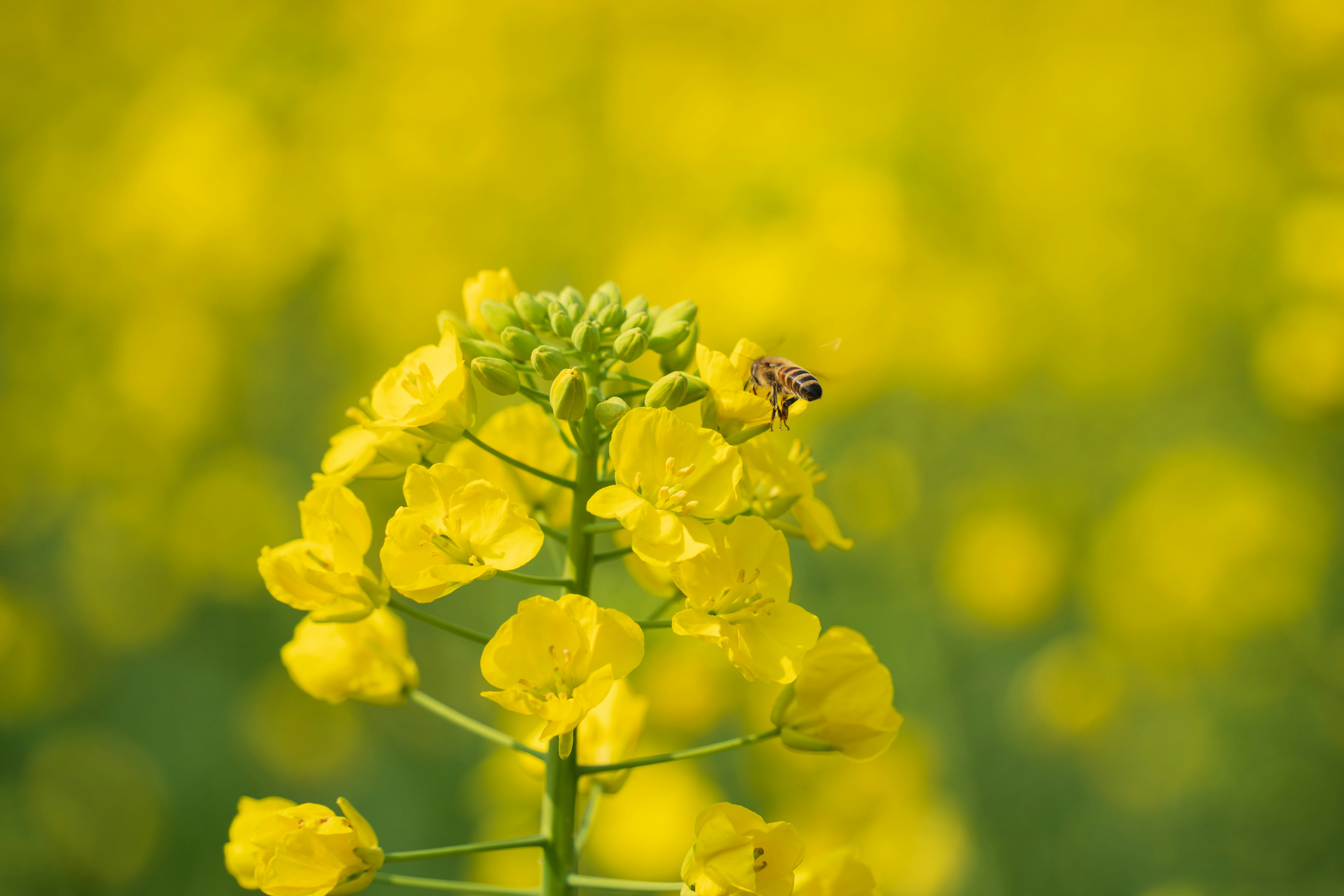 Bee on a Golden Crown: A Close-Up in a Field of Yellow
