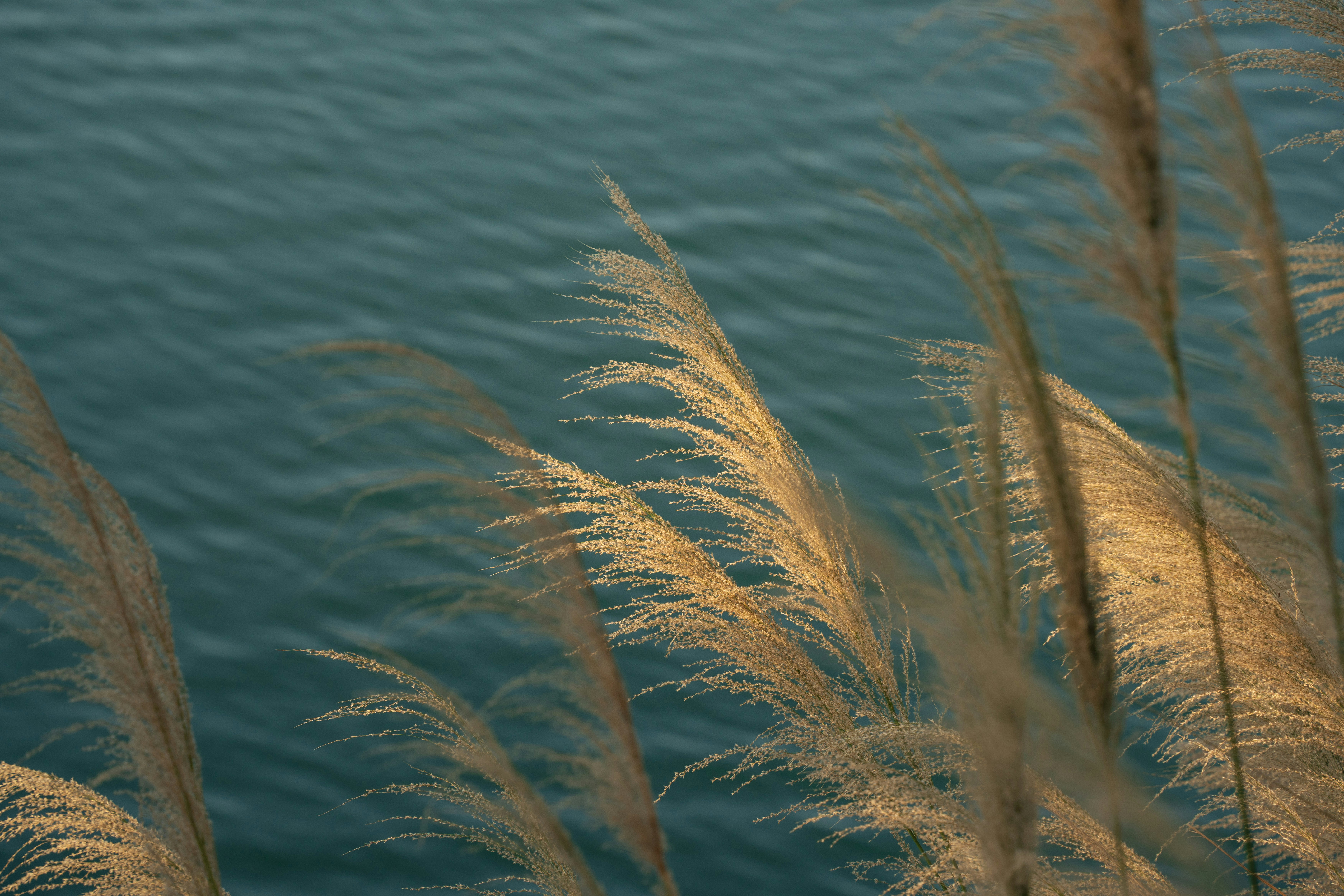 Plumes of Golden Reed Skies Over Quiet Water