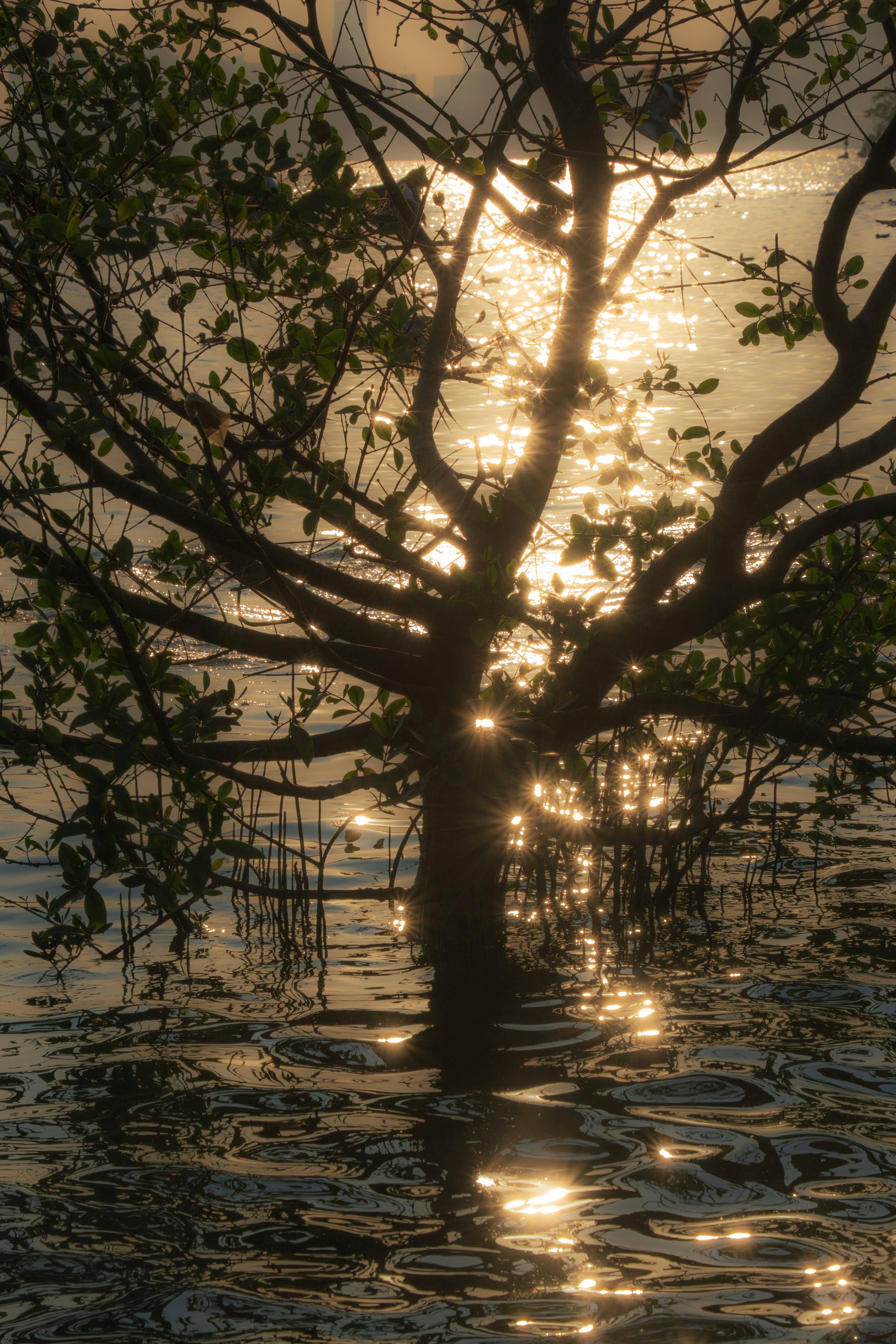 Silhouette of a tree in water with sunset reflection