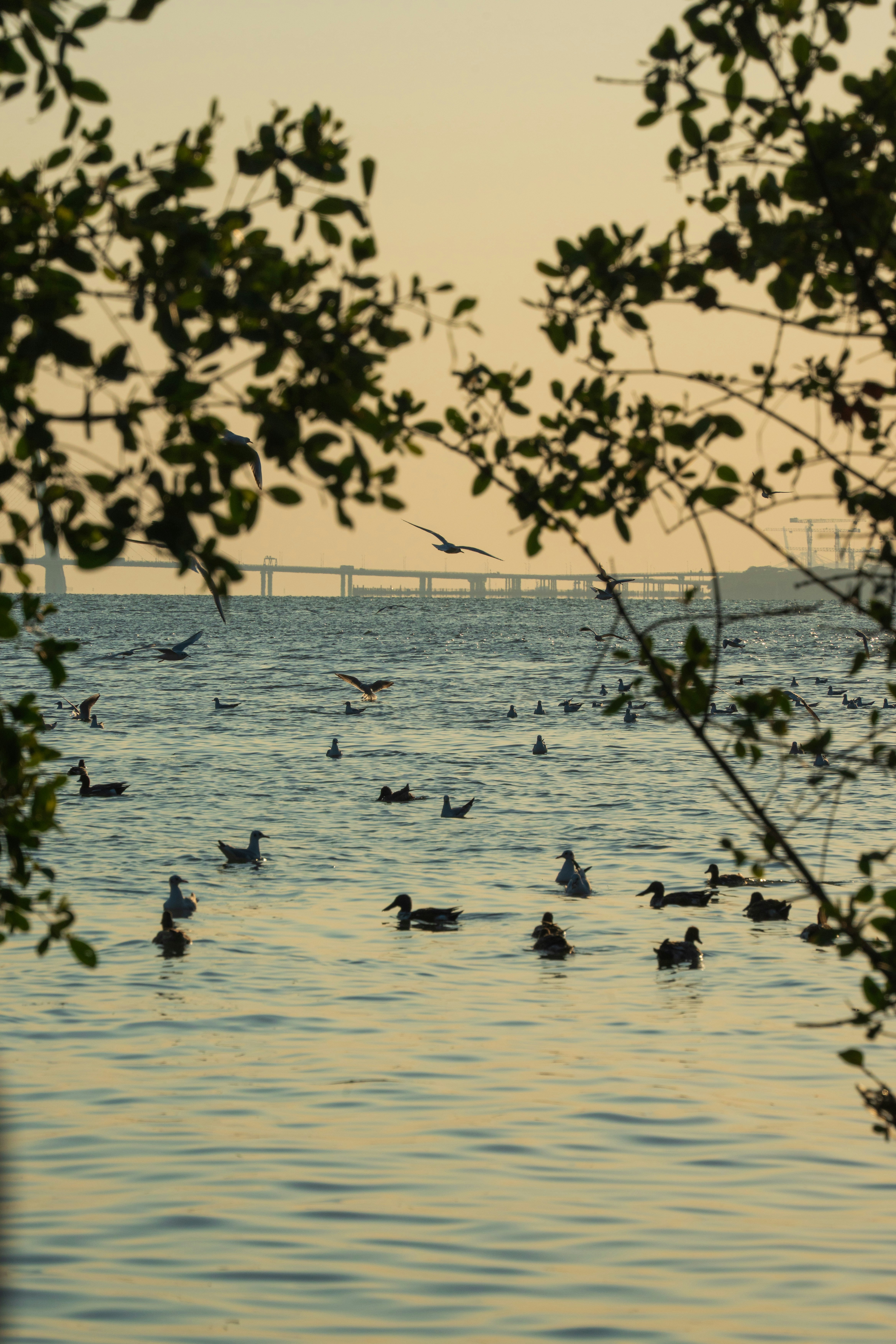 Silhouettes of Ducks at Dusk under Framing Branches