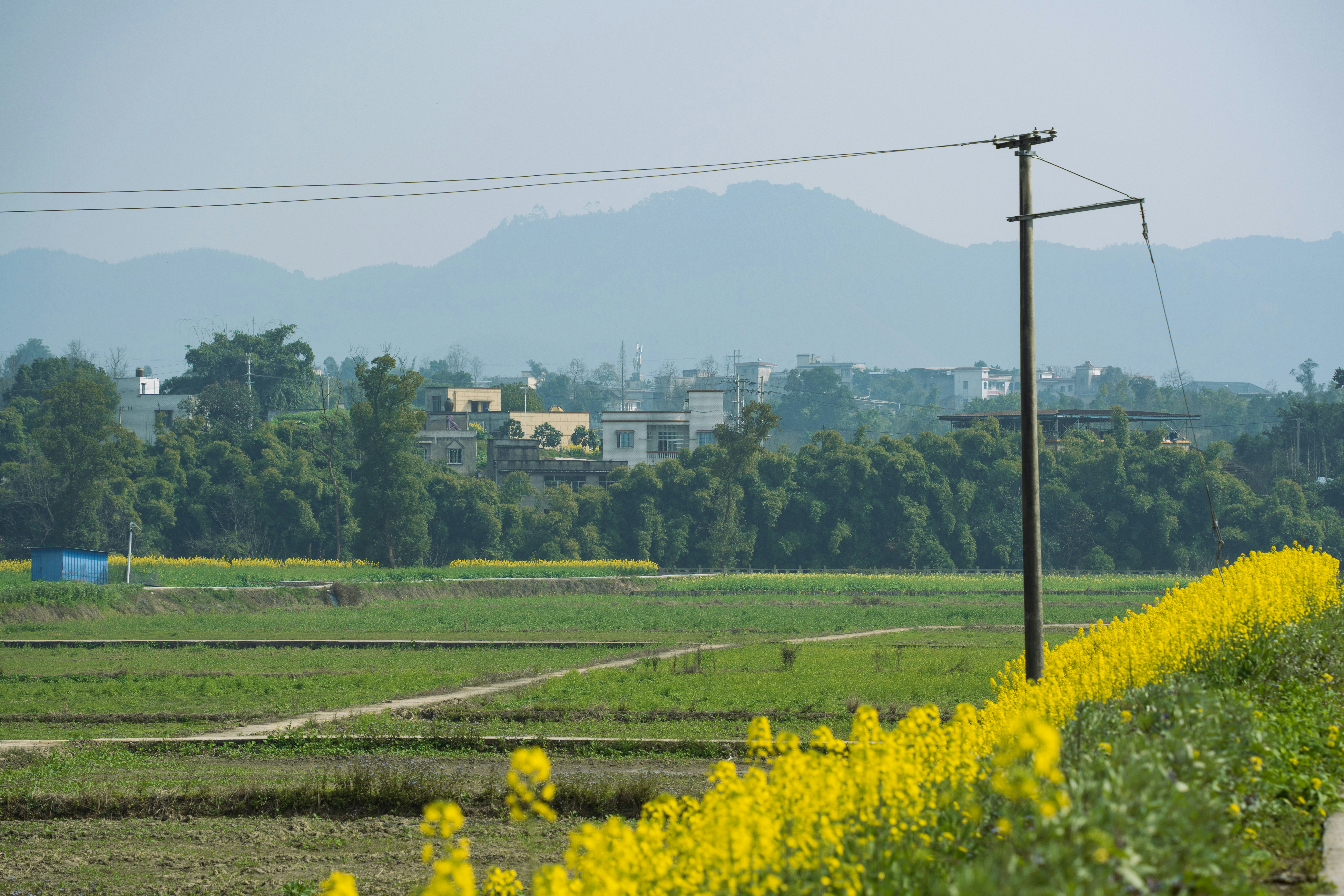 Yellow Field and Horizon: A Quiet Rural Afternoon