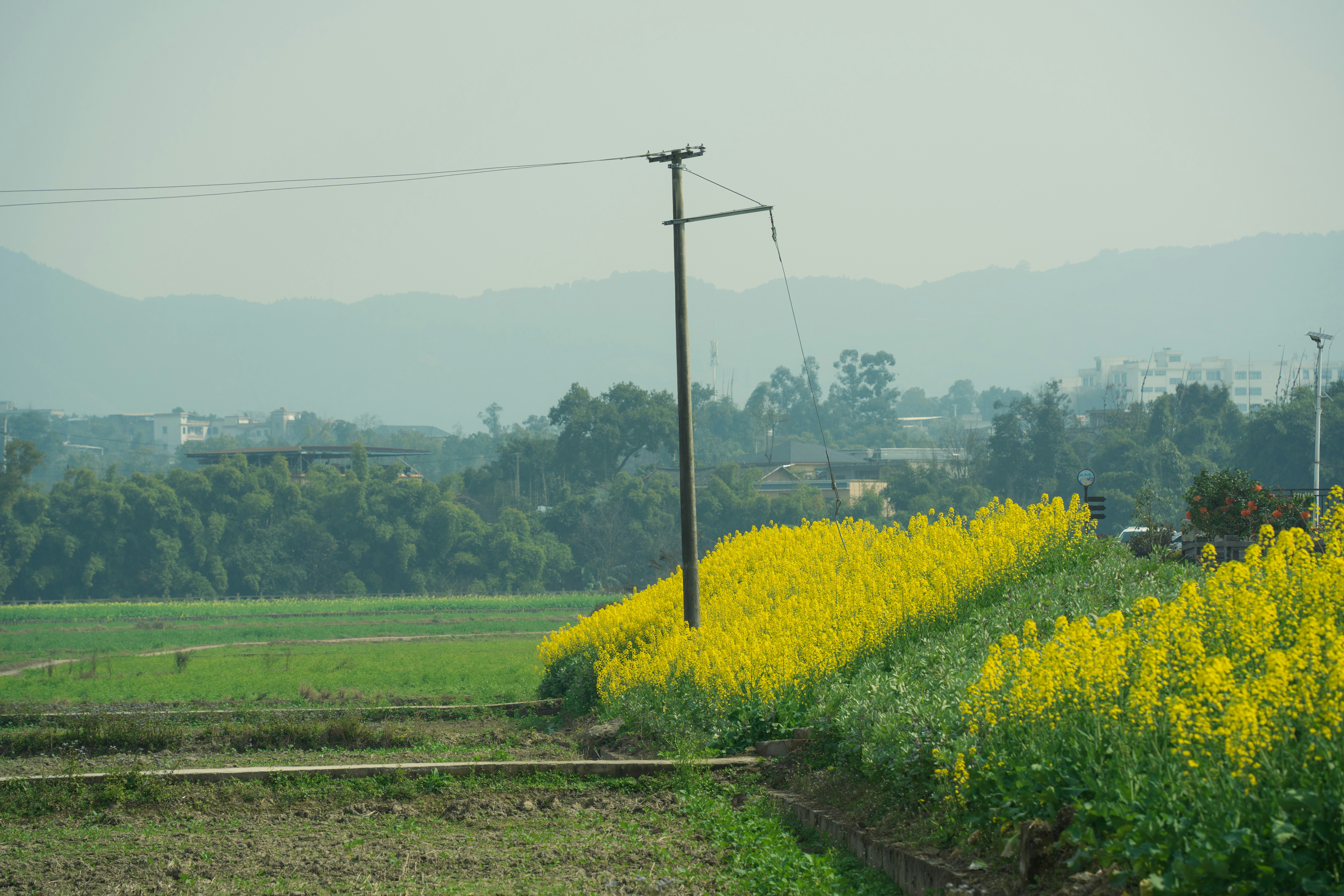 Canola Row Under a Quiet Blue Sky