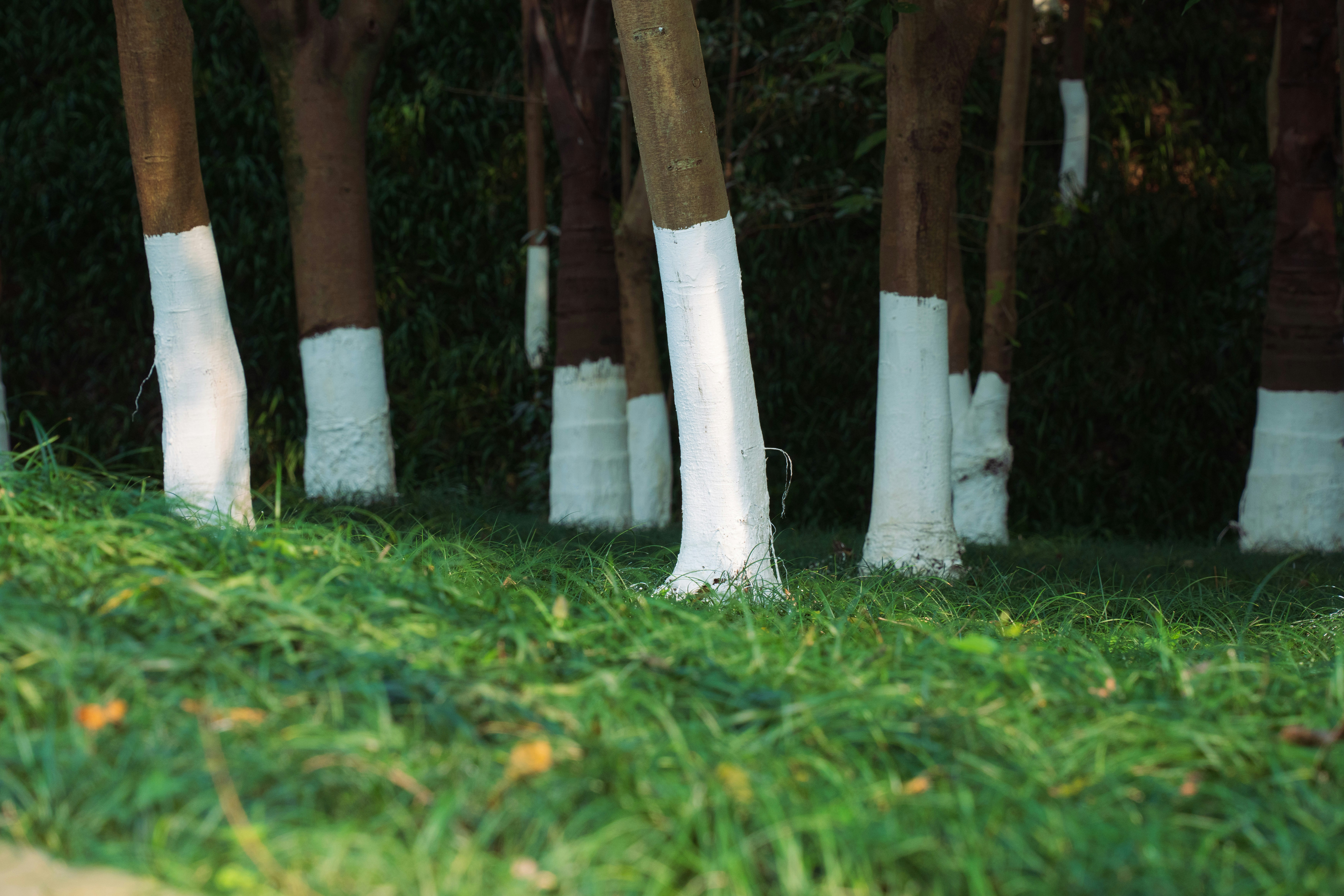 White-banded Trees in a Quiet Park Glade