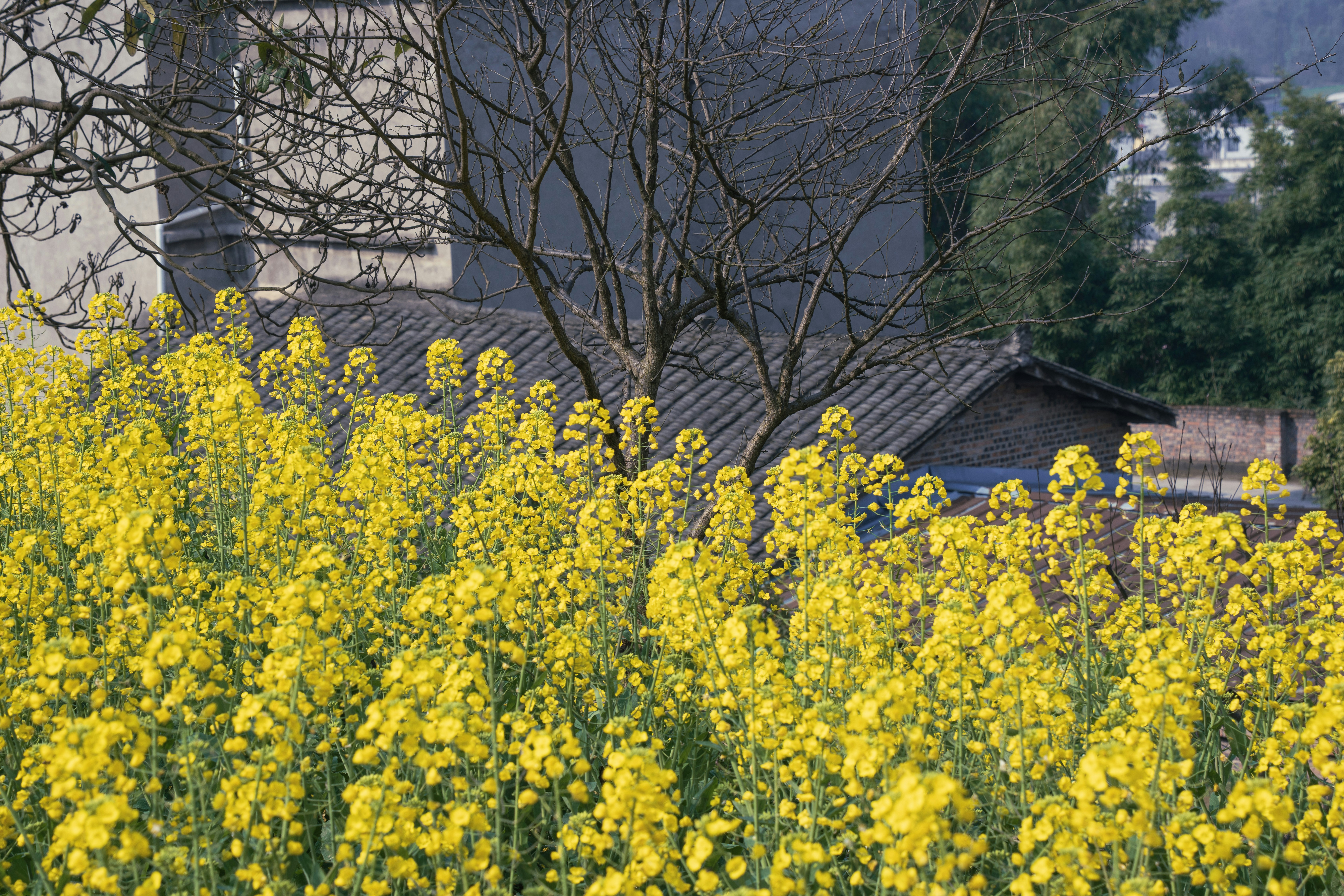 Golden Sea Meets Quiet Village Roof