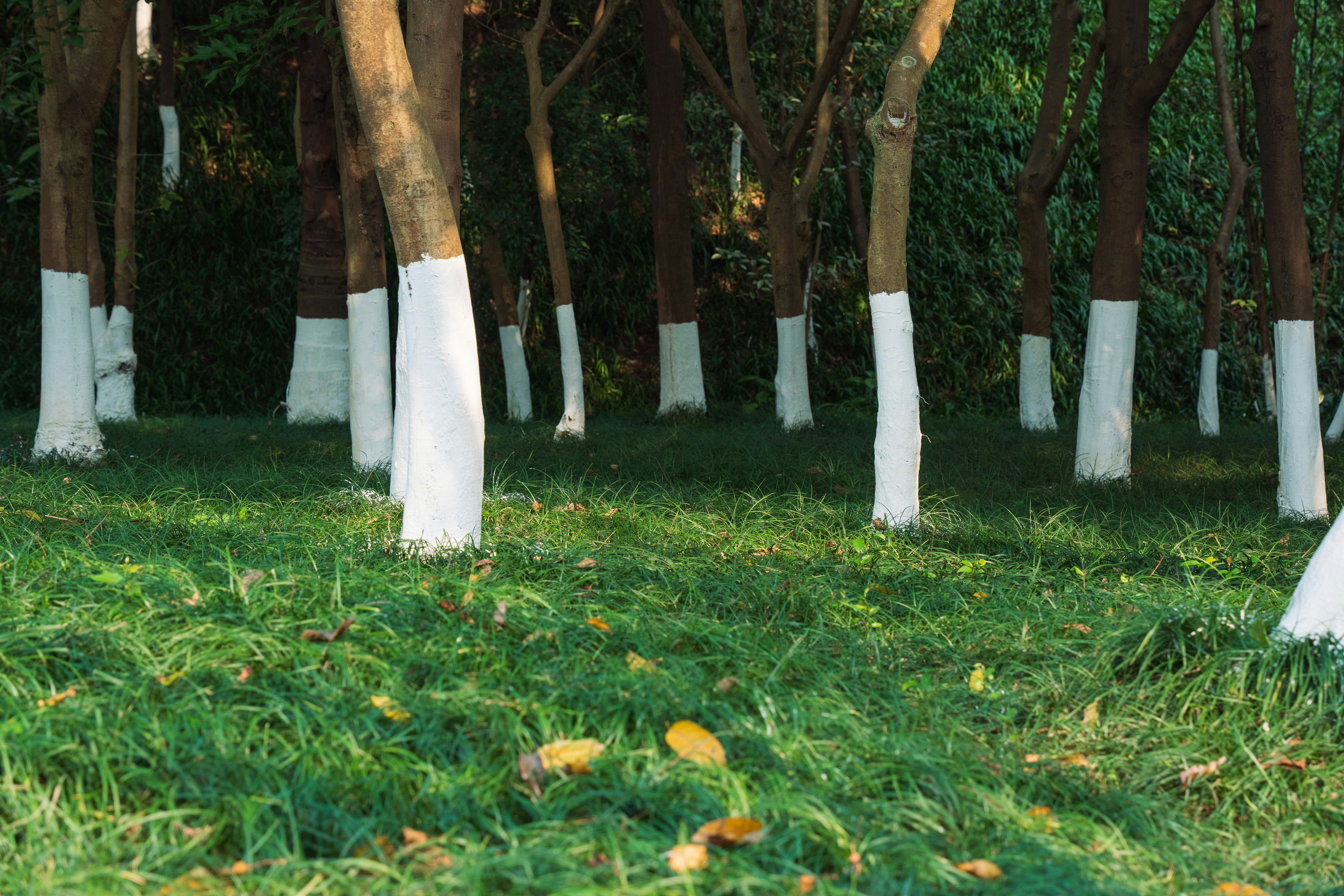 Sunlit Tree Trunks Step Through a Quiet Park Batch