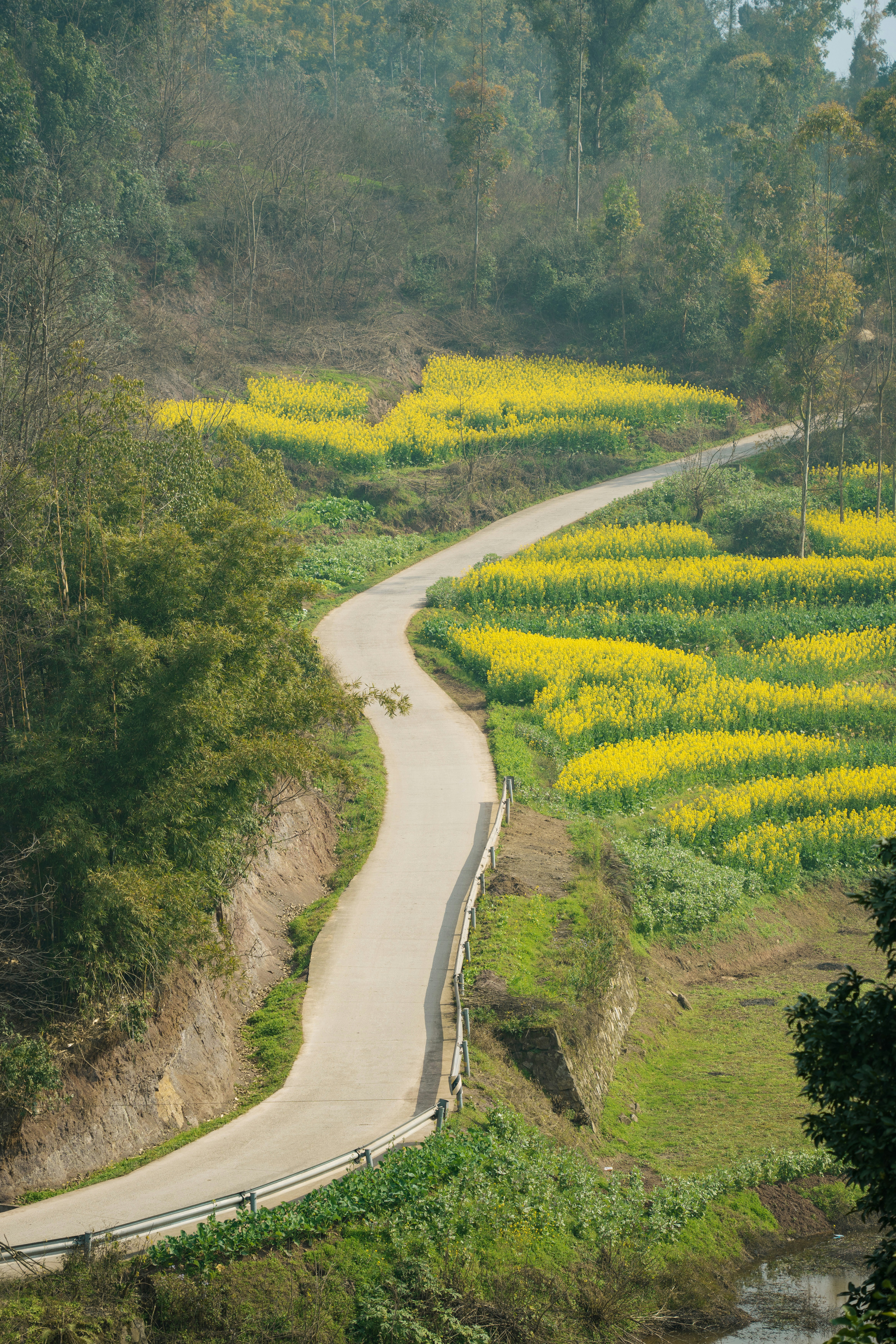 A winding road through fields of yellow flowers