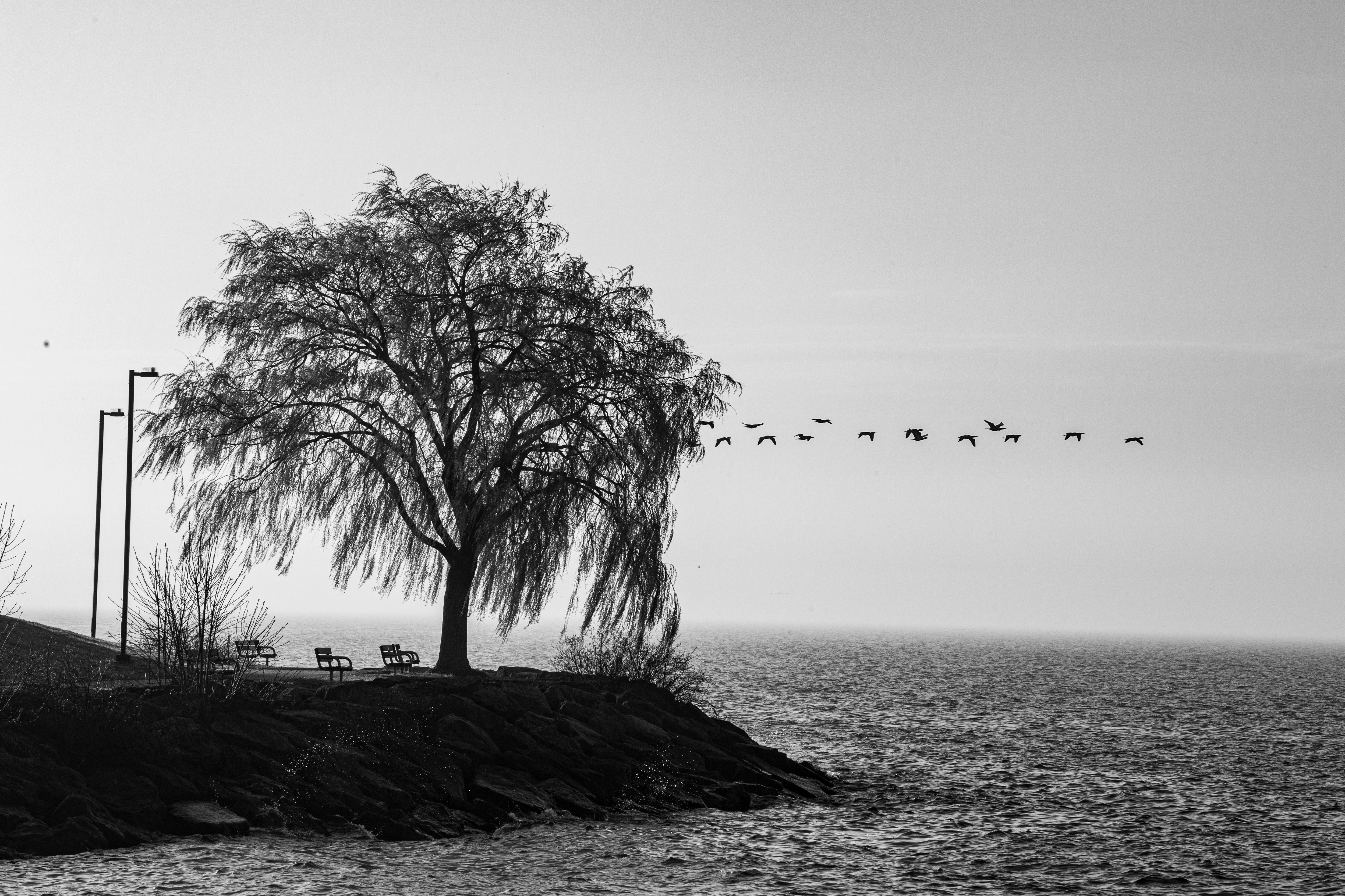 Lone Willow by the Harborside: A Quiet Seascape with Migratory Blur