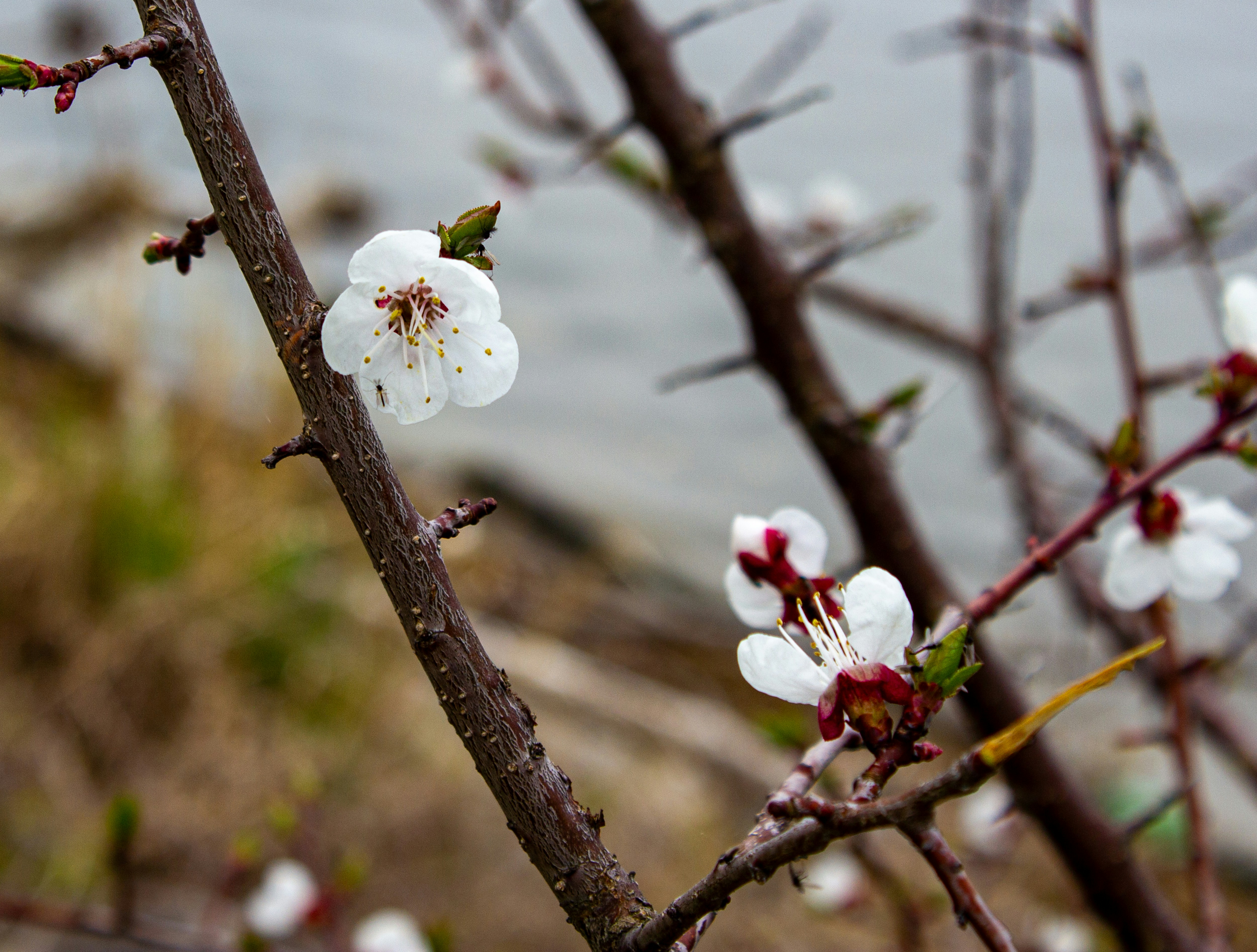Bloom on a Branch: A Delicate White Petal Among Twigs