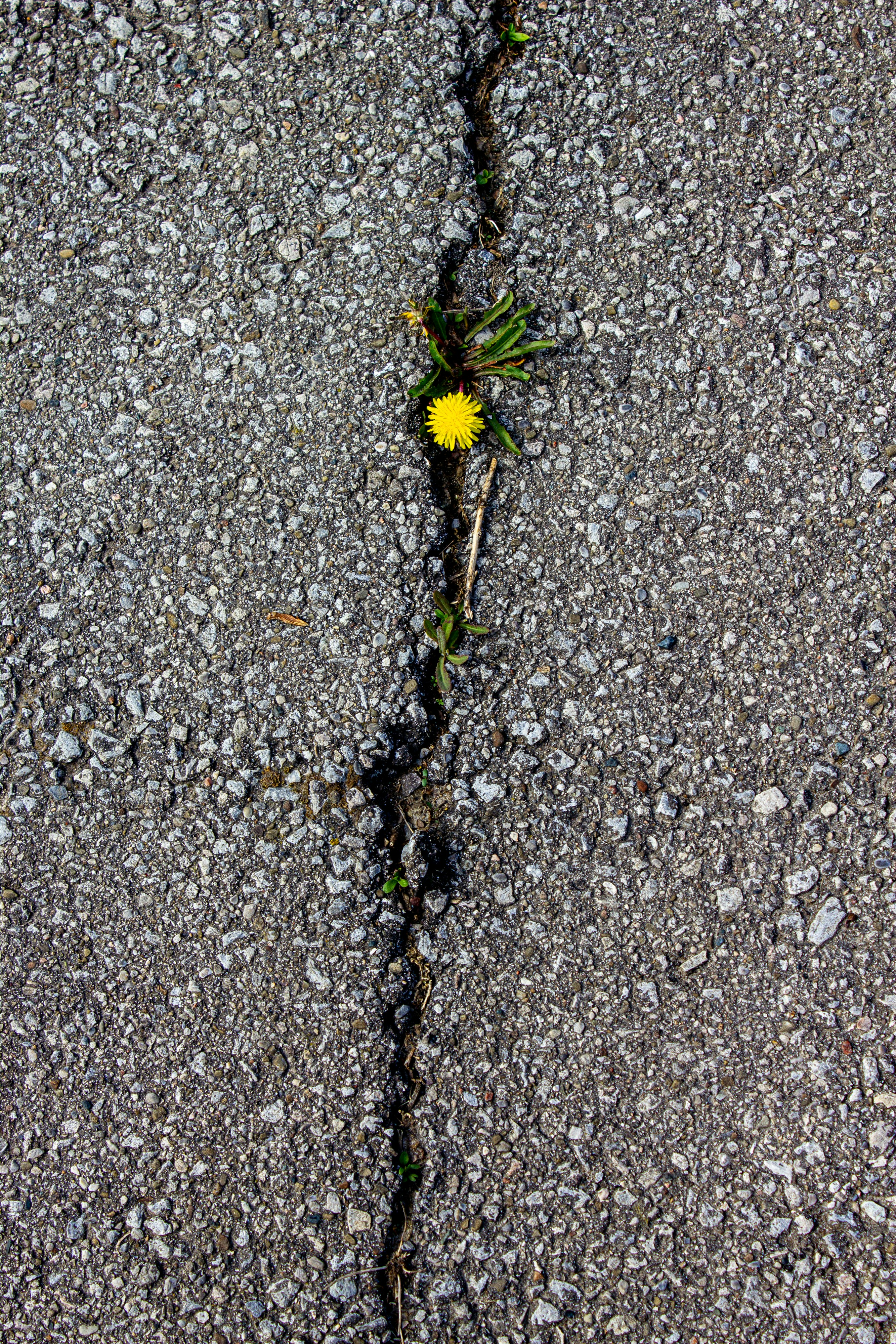 Crack in the Road Blooms a Small Yellow Reminder