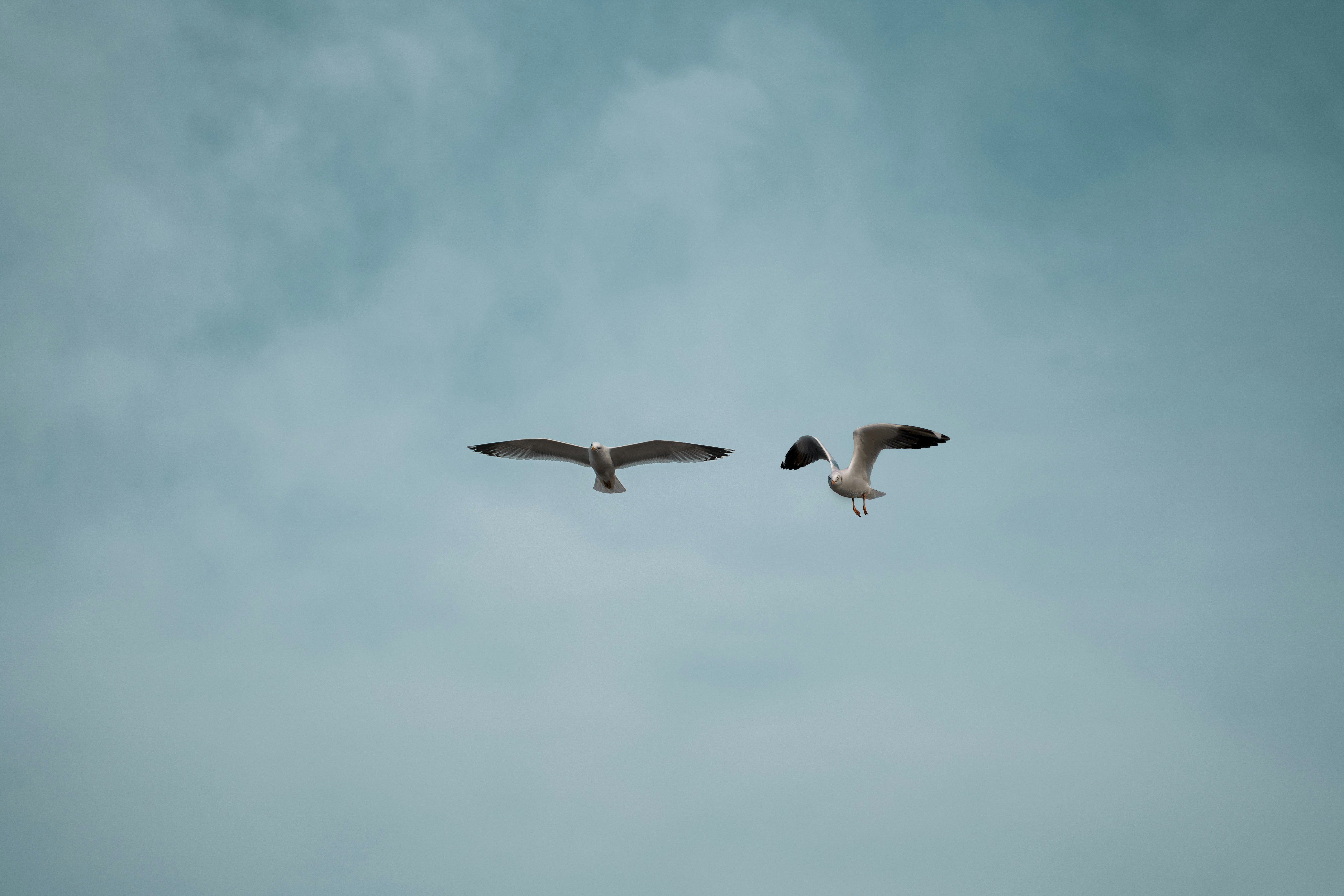Two Seabirds in Synchrony Across a Quiet Sky