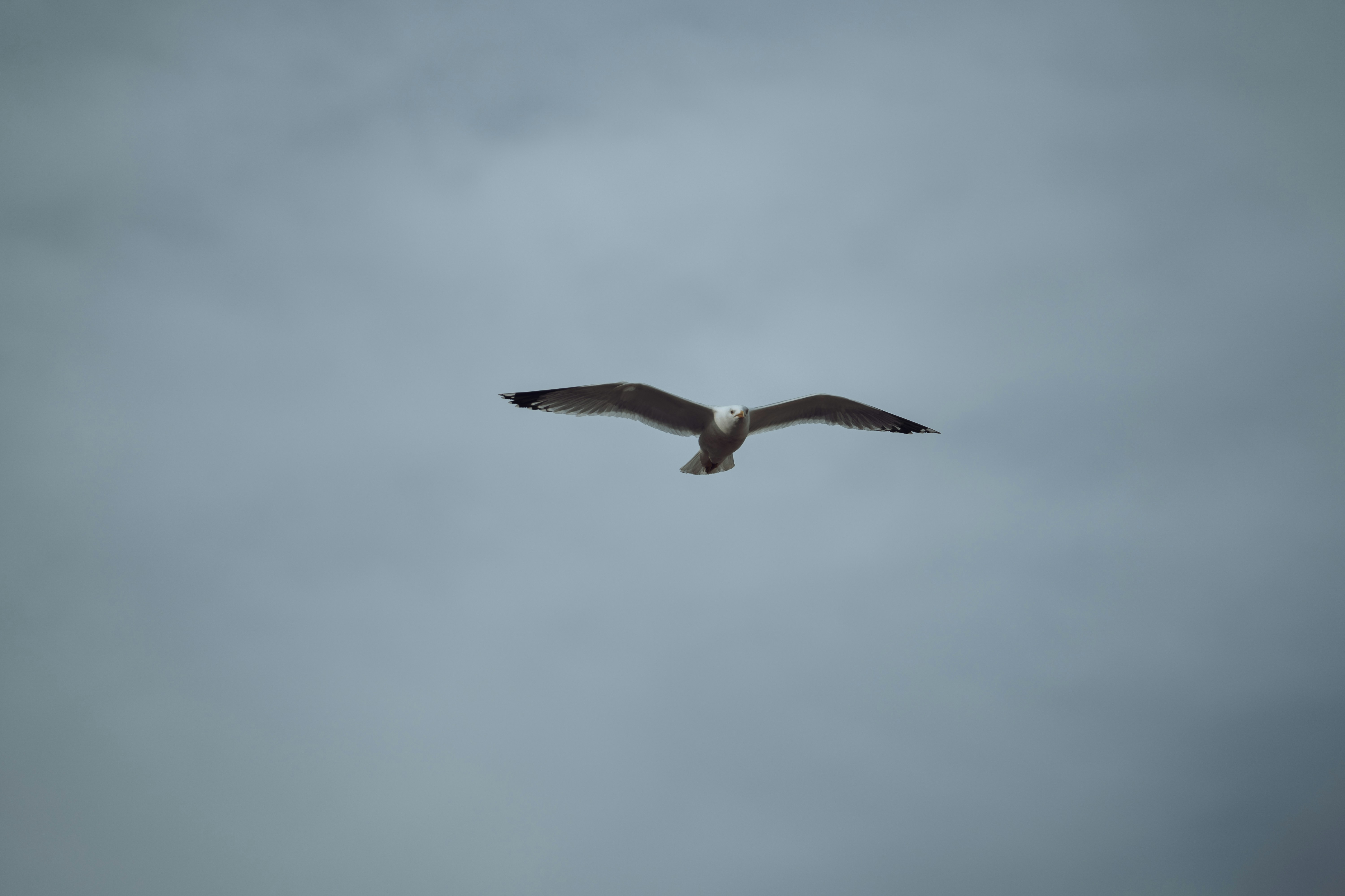 Midair Gull: A solitary horizon-hugging flight