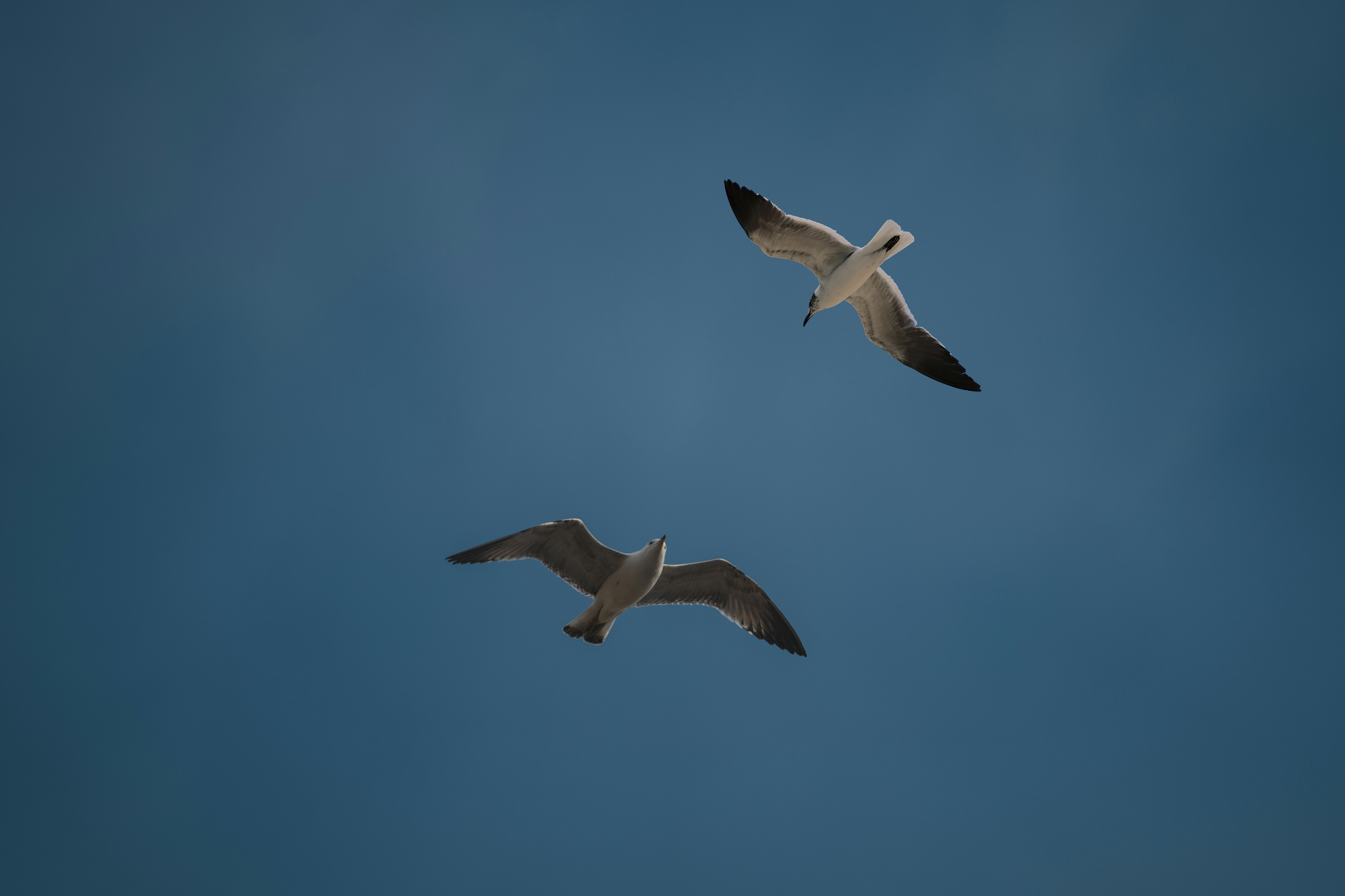 Two Seabirds in a Quiet Blue Sky