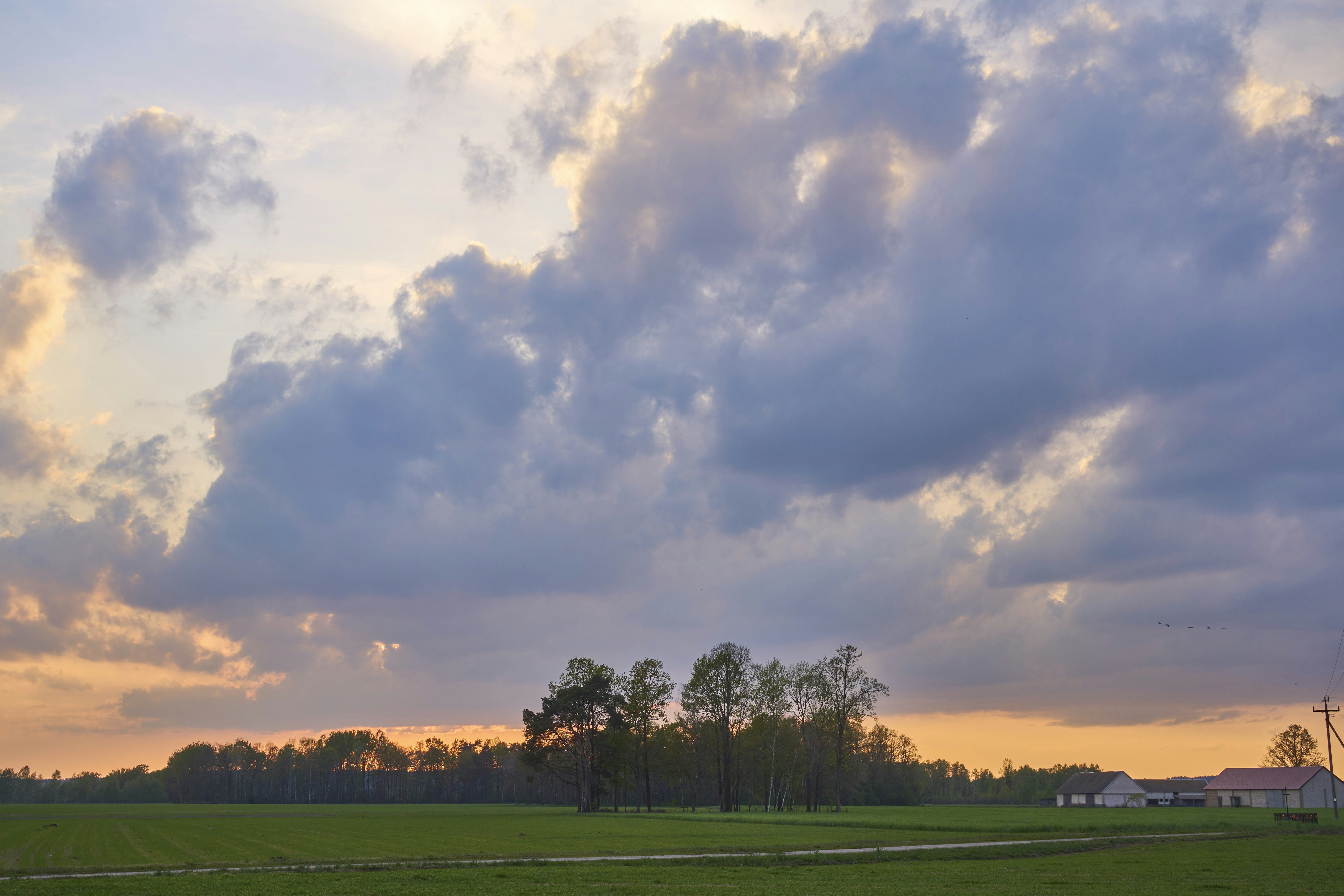 Dusk Over the Quiet Plains: Horizon Line and Silent Orchard