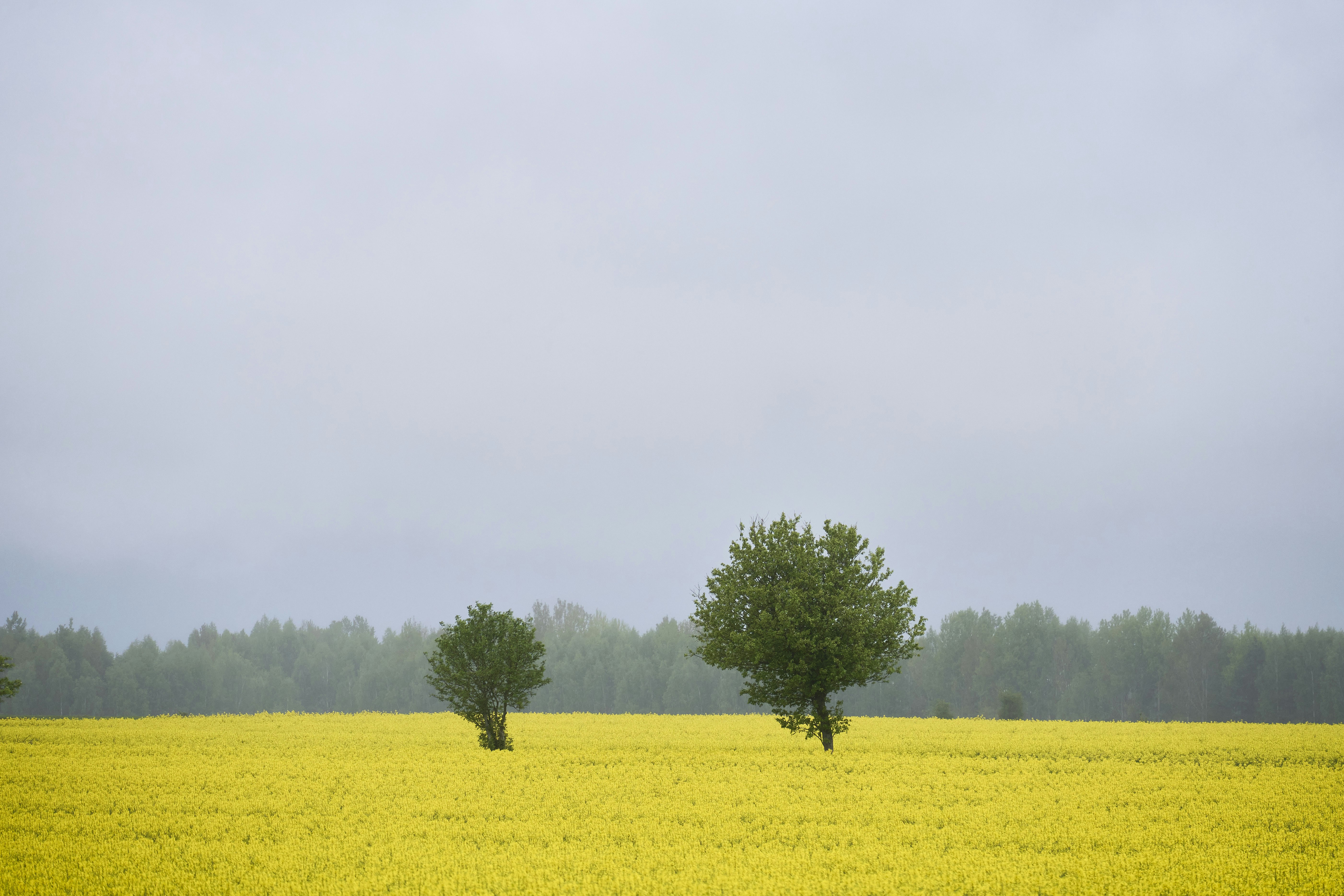Two solitary trees in a sea of canola under a pale sky