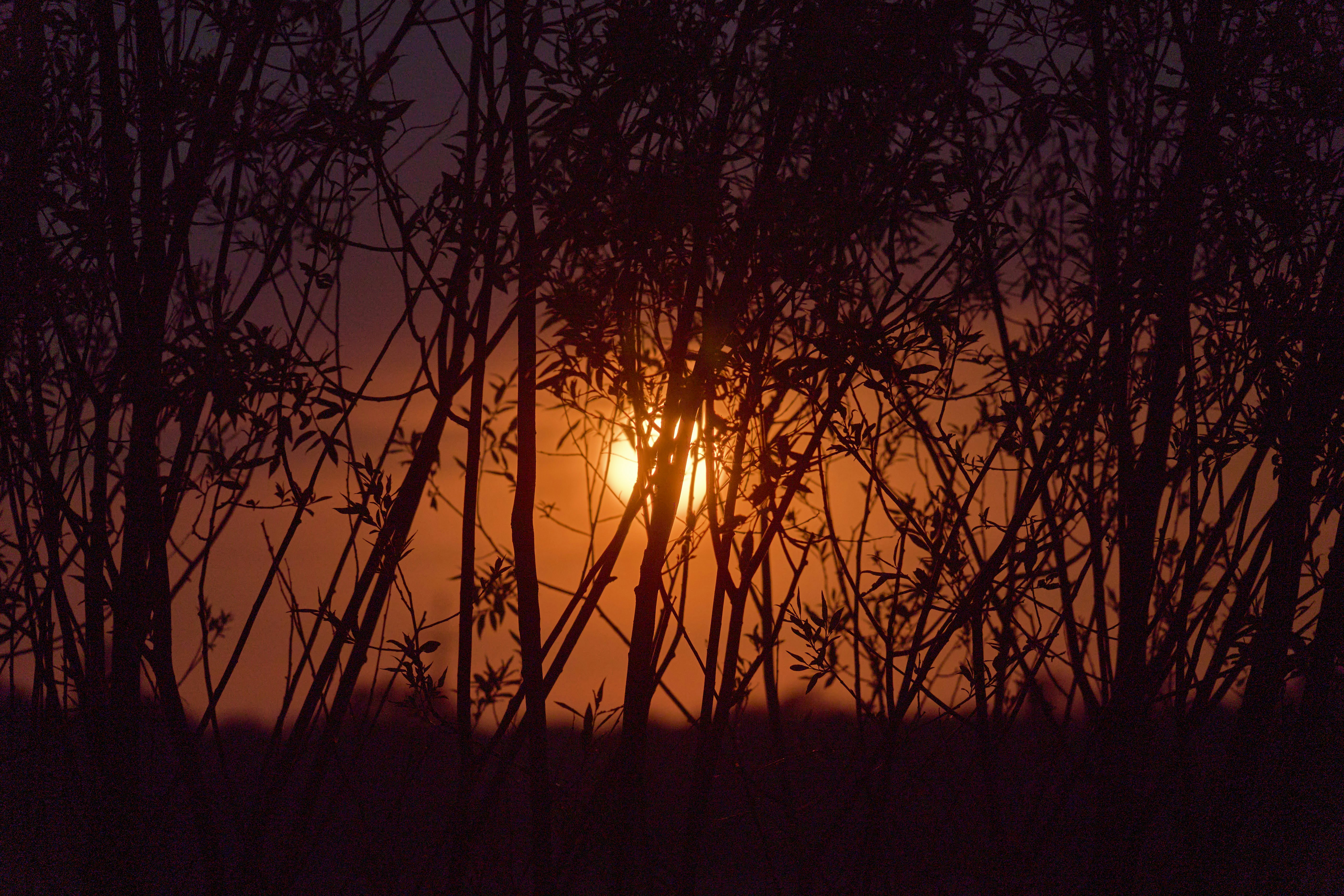 Sunlit silhouettes: a tranquil horizon bathed in amber light
