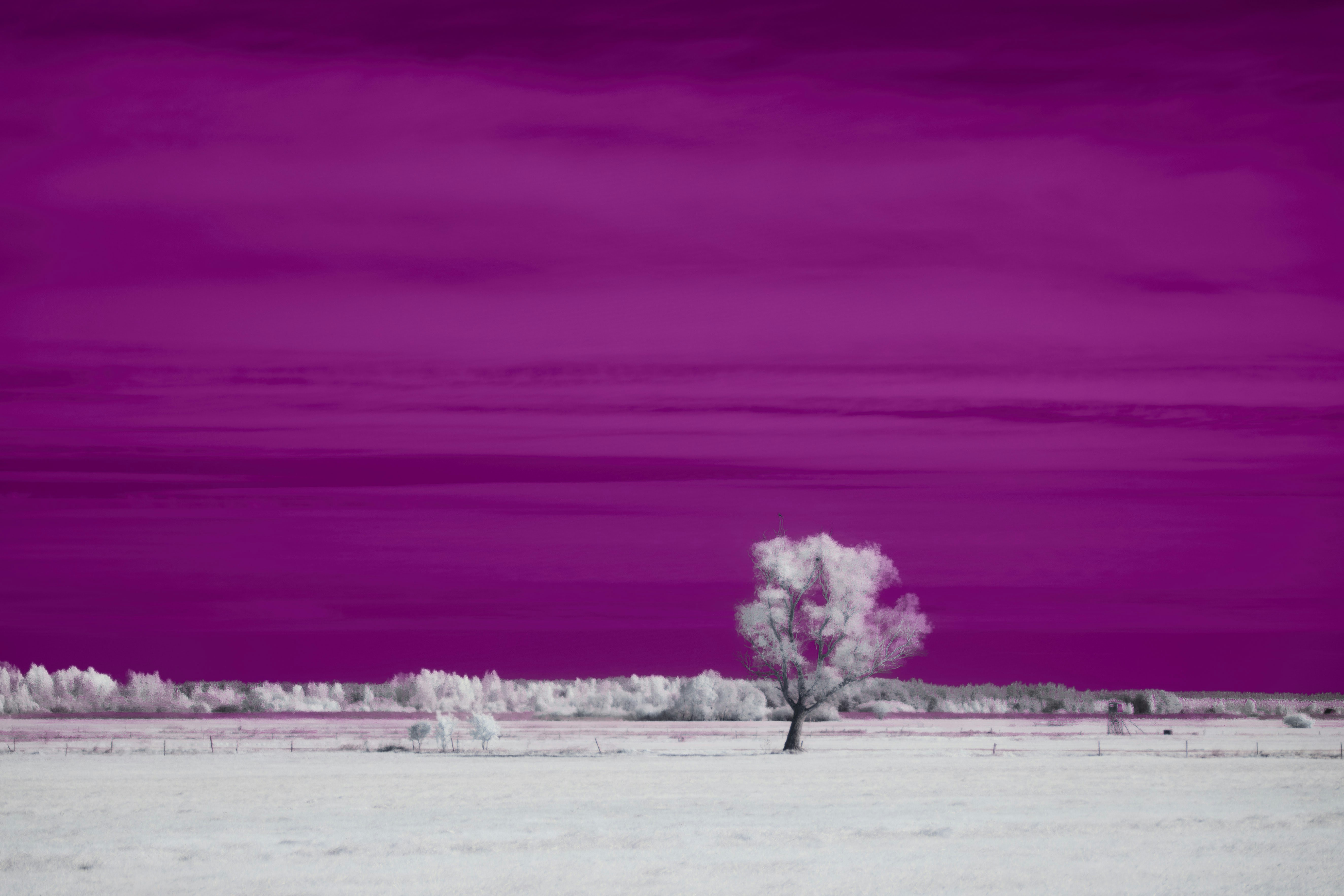 Sole Tree in a Purple Dune Sea