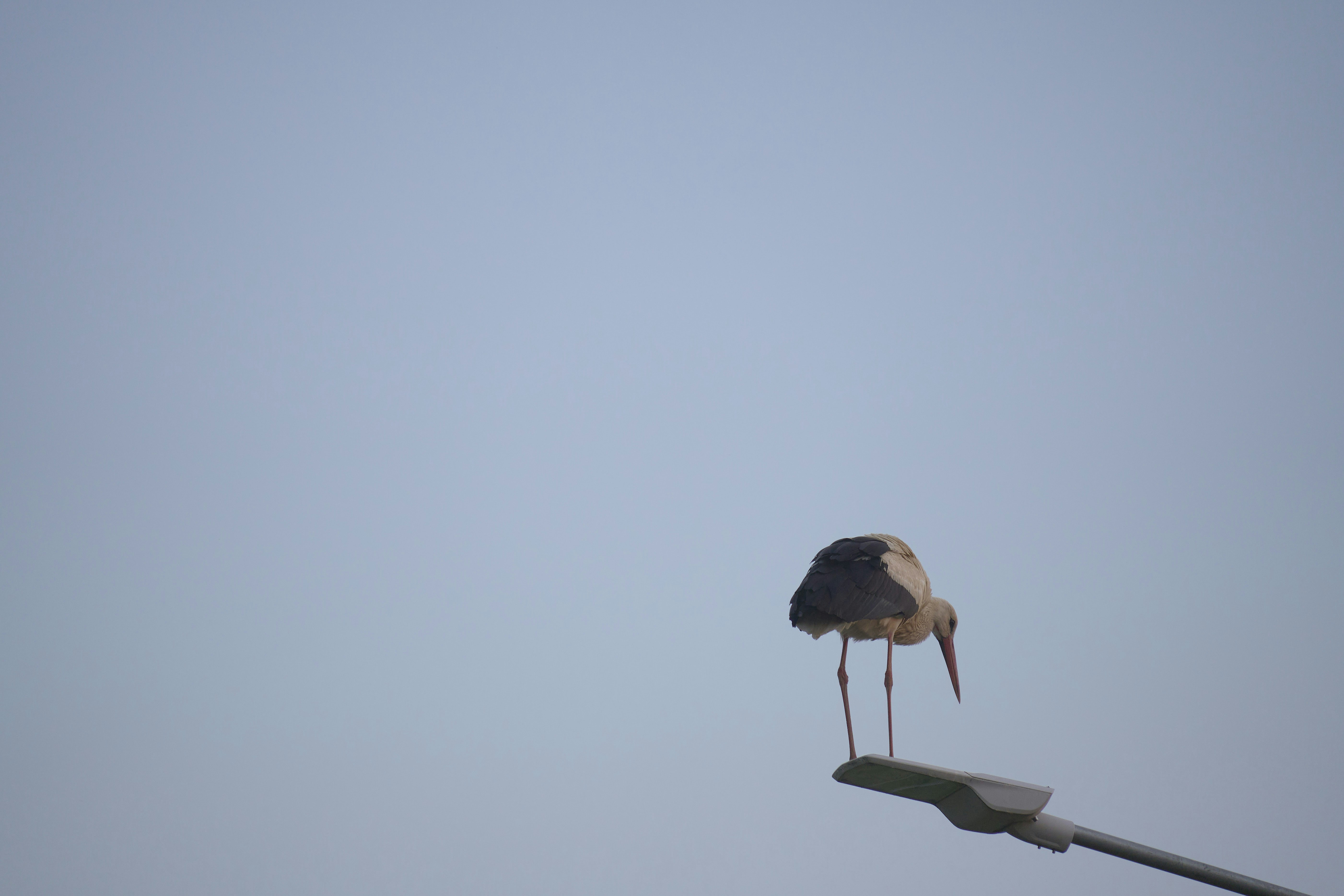 Perch at the Edge: A Crane’s Quiet Look Toward the Dusk