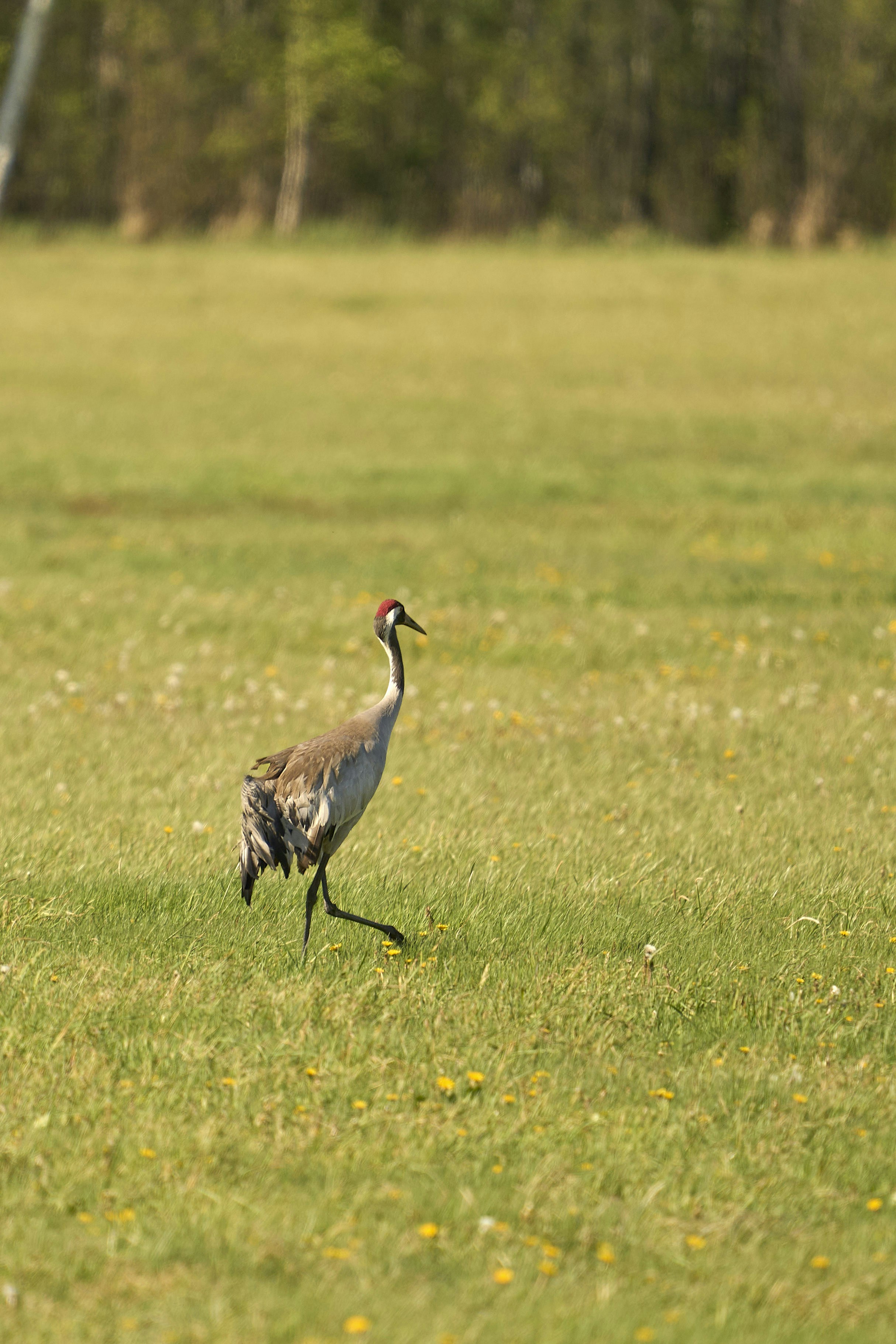 Red-Crowned Crane in a Sunlit Meadow