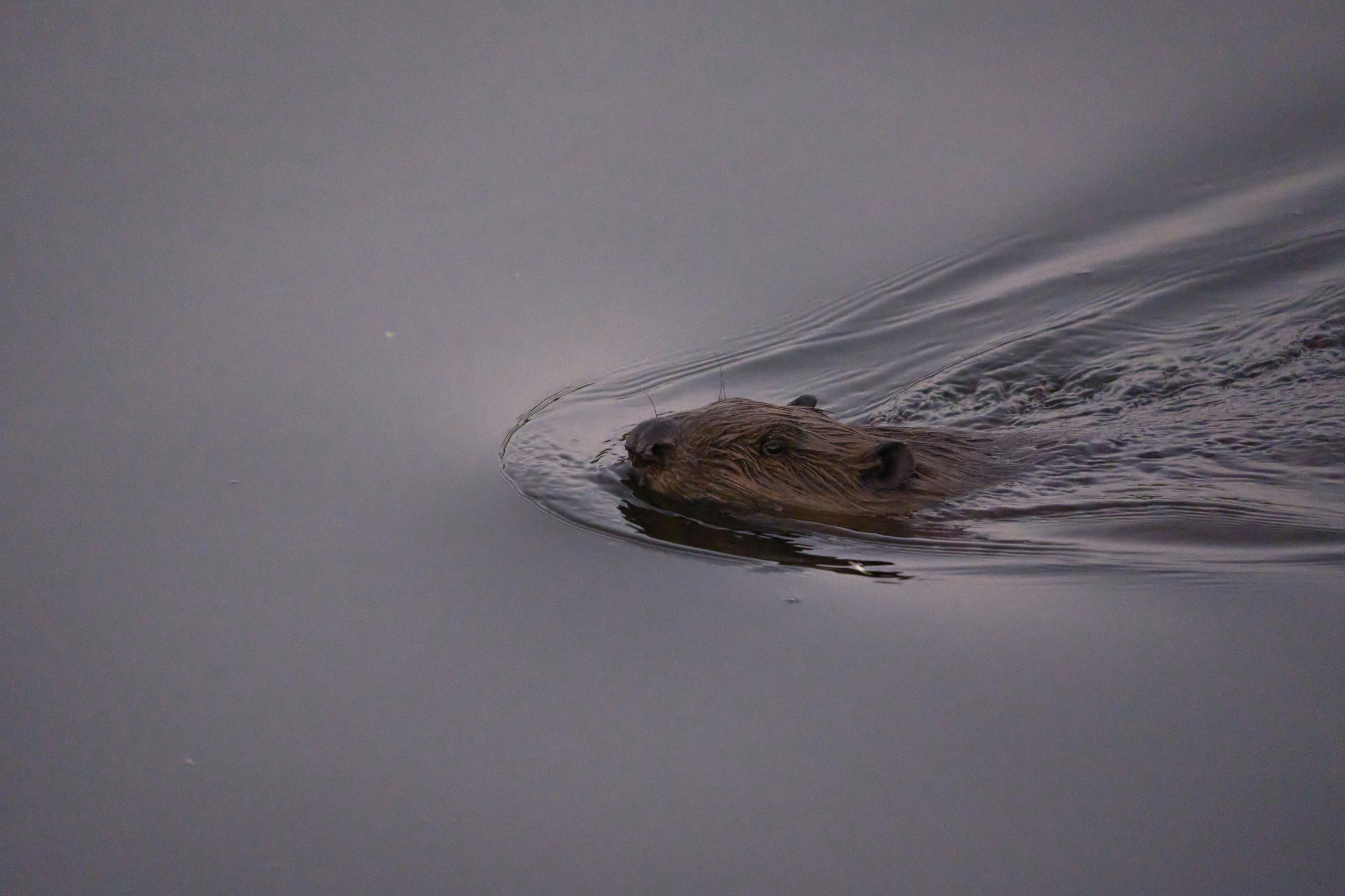 A Quiet Wake: The Beaver's Emergent Moment