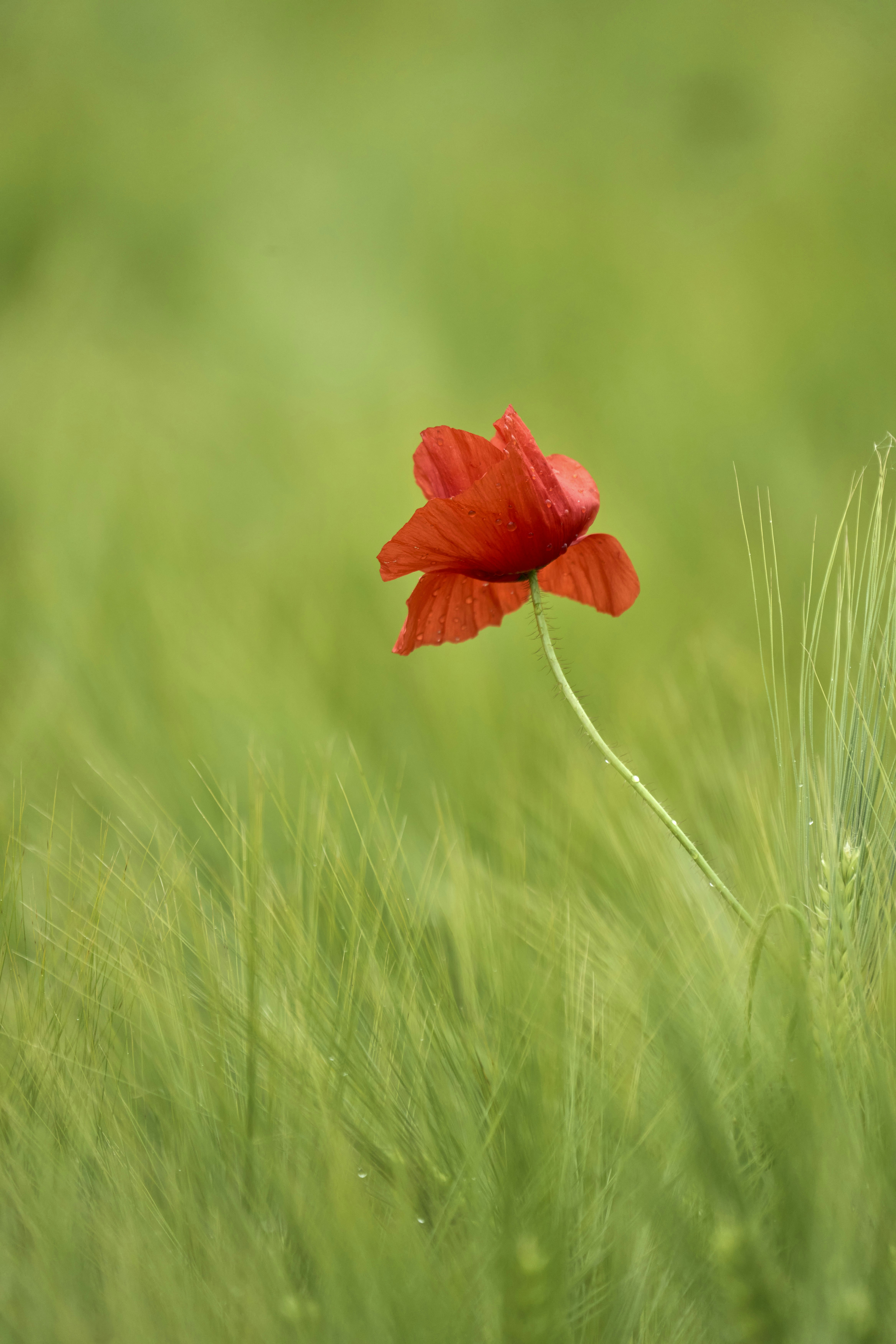 Red Poppy in a Sea of Green: Delicate Stemling Against a Blurred Meadow