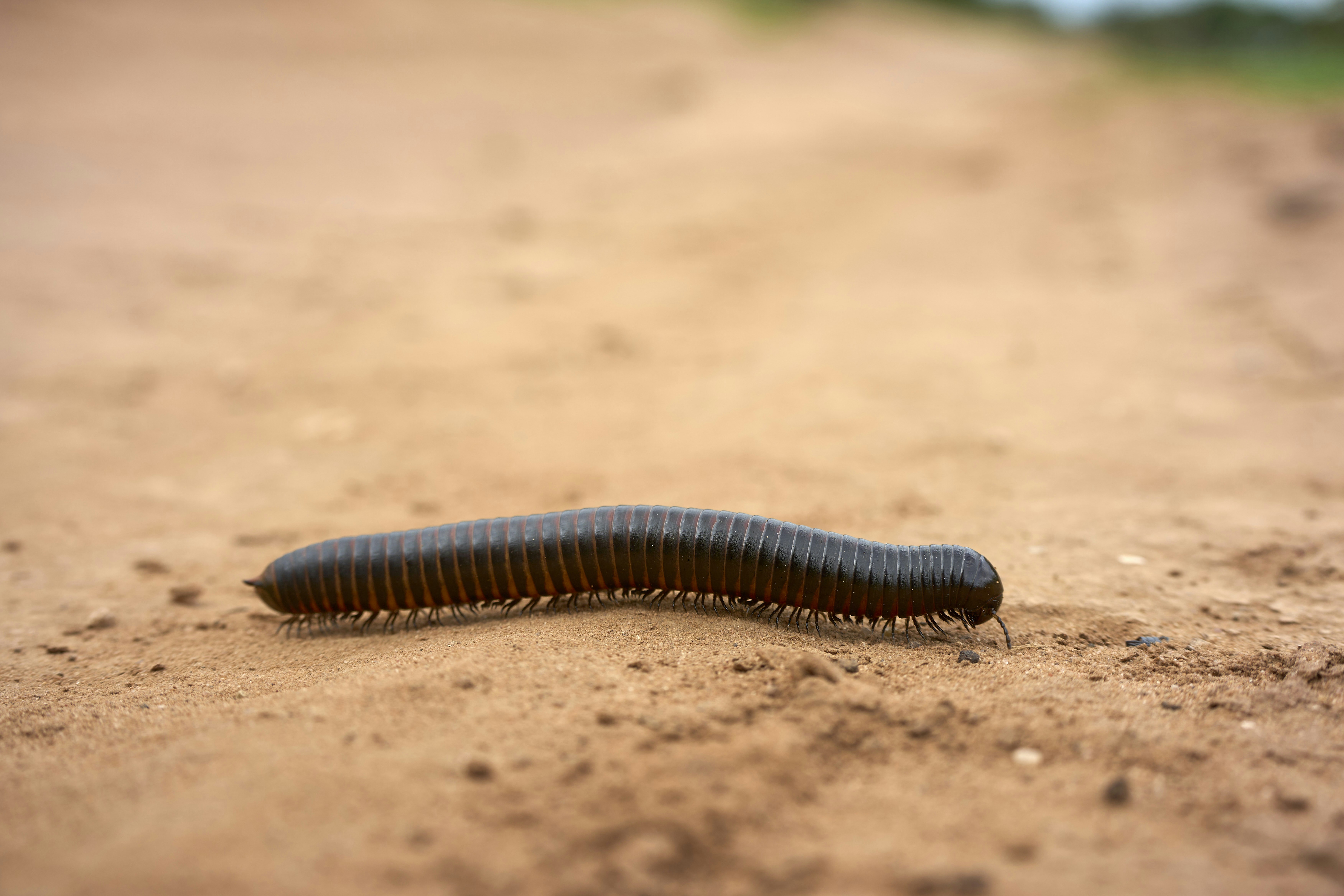 Earthbound Segments: A Millipede Tracing the Sand