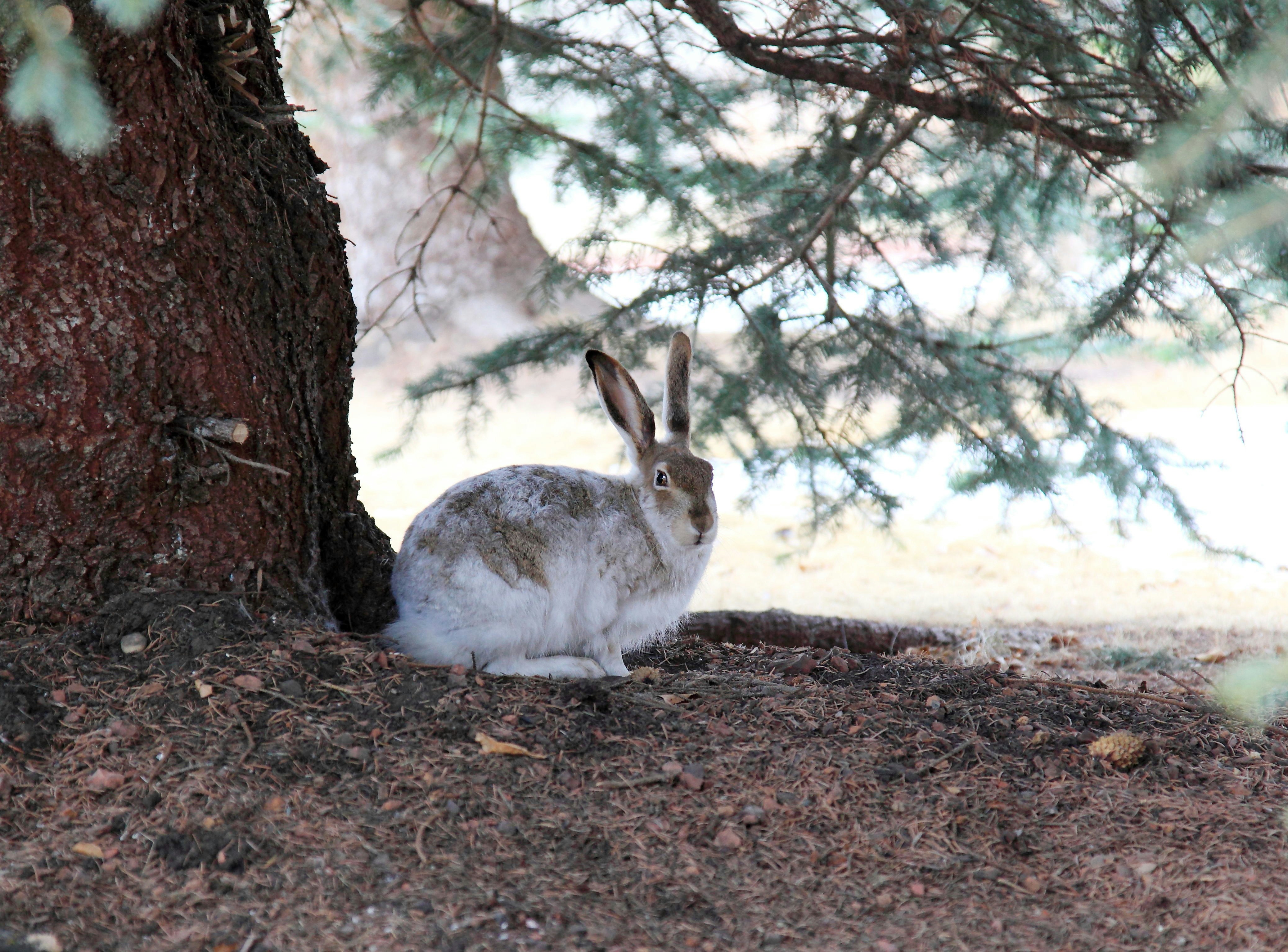 Hidden Bower: Rabbit Beneath a Pine Shade