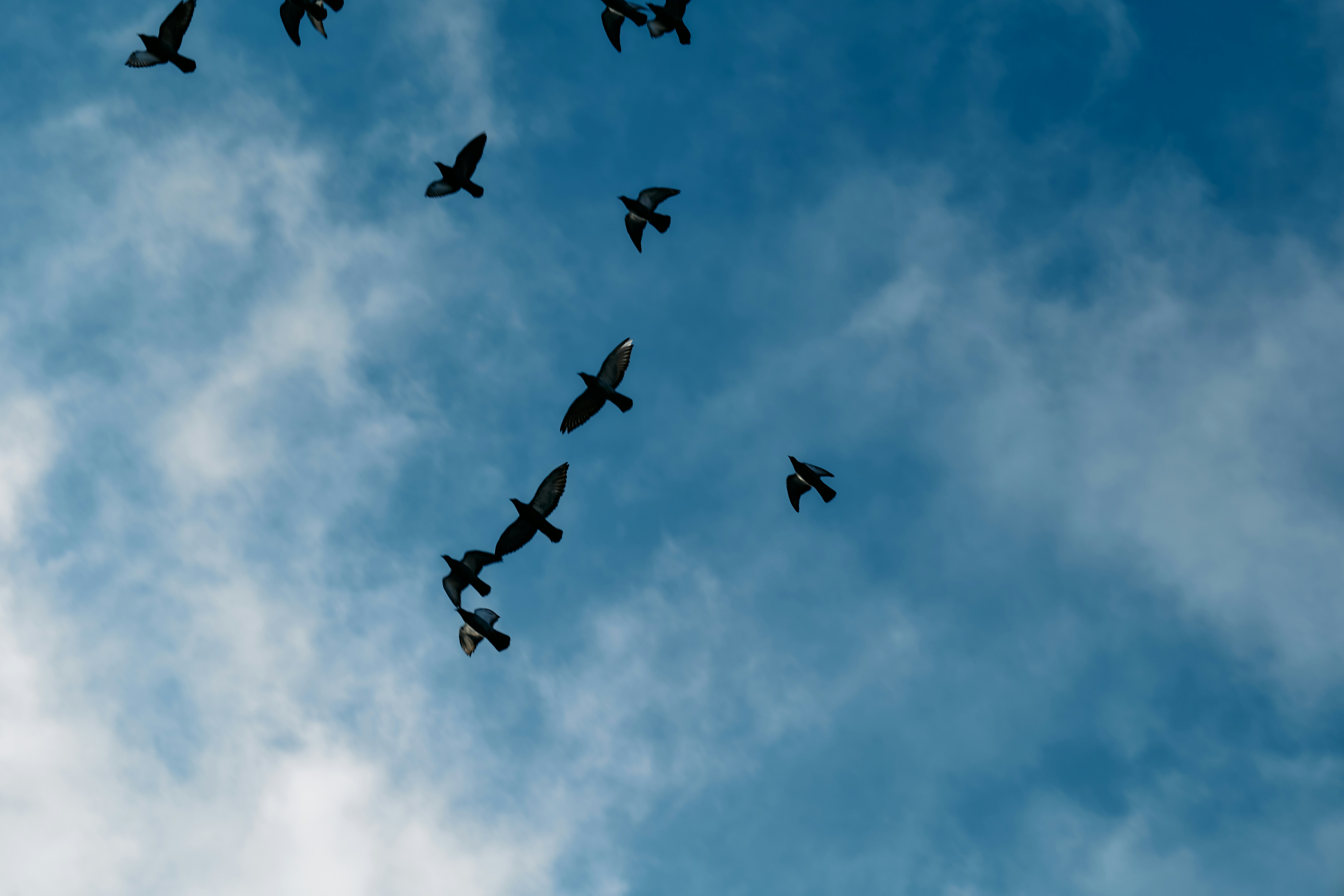 V-type Flight: A Stride of Birds Across a Clear Sky