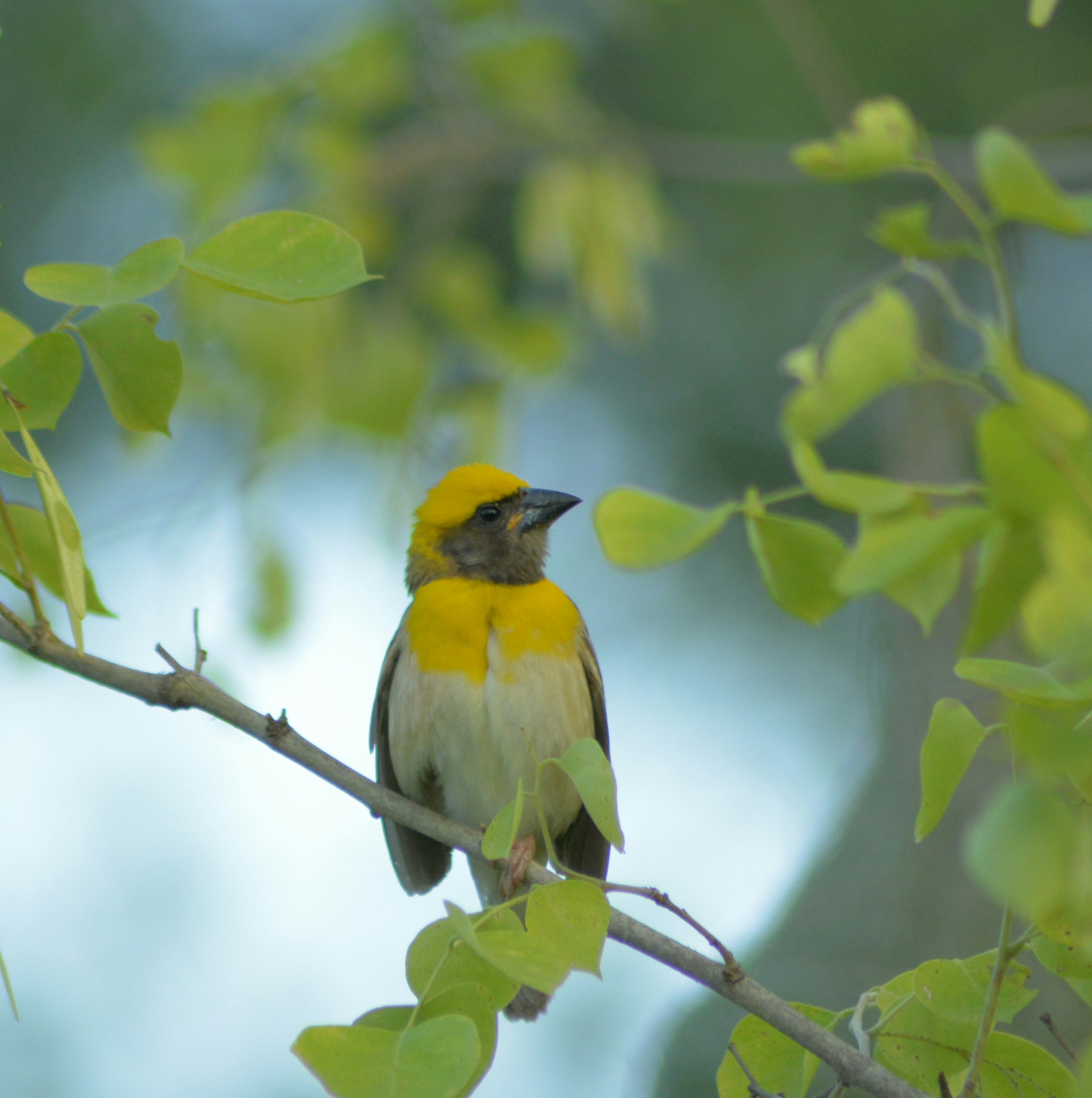 Gold-throated Warbler on a Green Arch