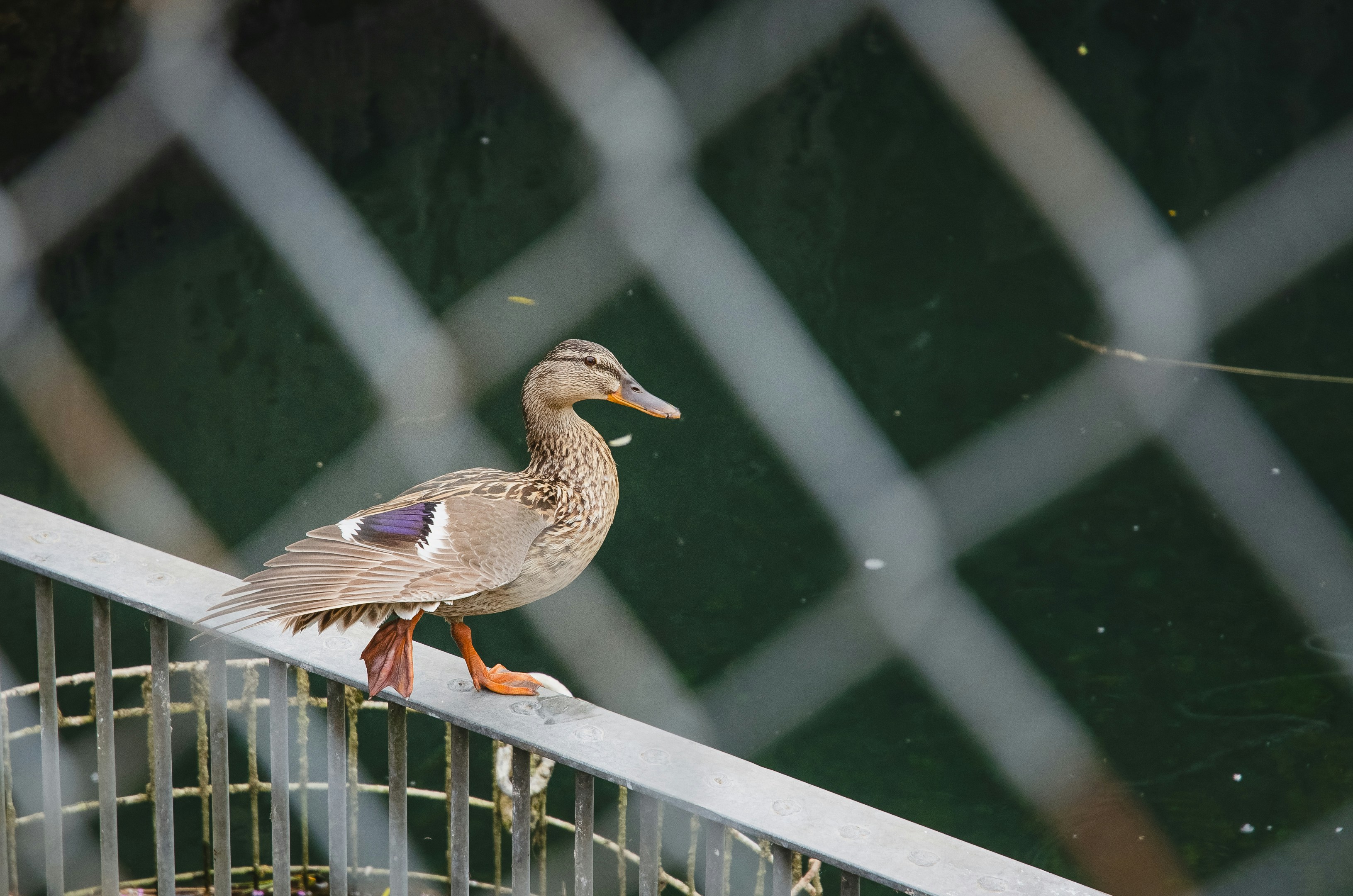 Railbound Duck at the Water’s Edge
