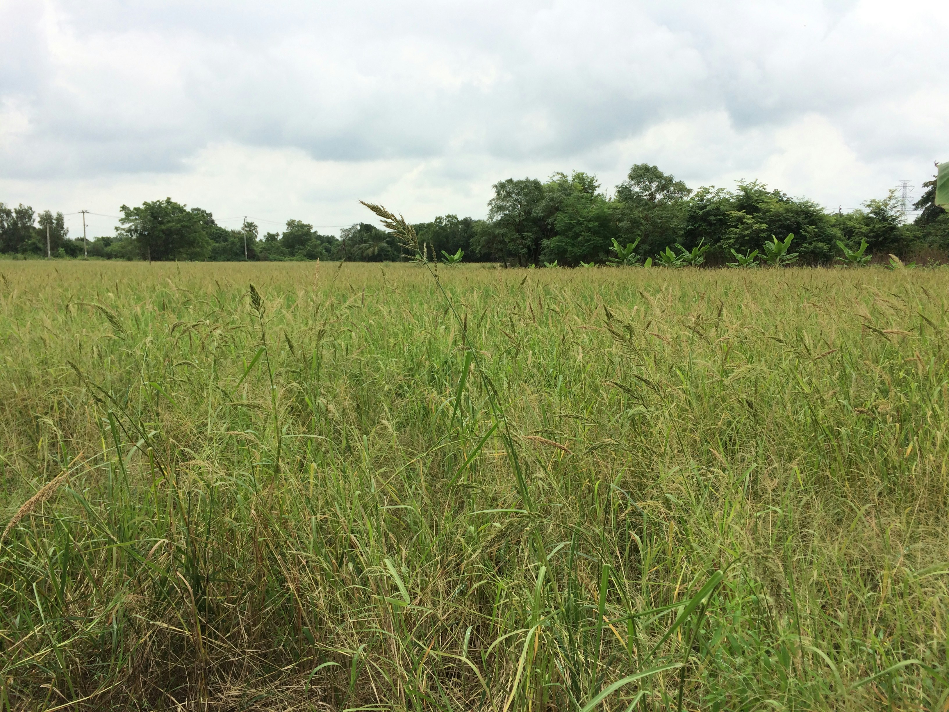 Lush grass field extending to a distant tree line under a partly cloudy sky; the scene emphasizes open space and natural texture of the vegetation. (Note: landscape photograph)