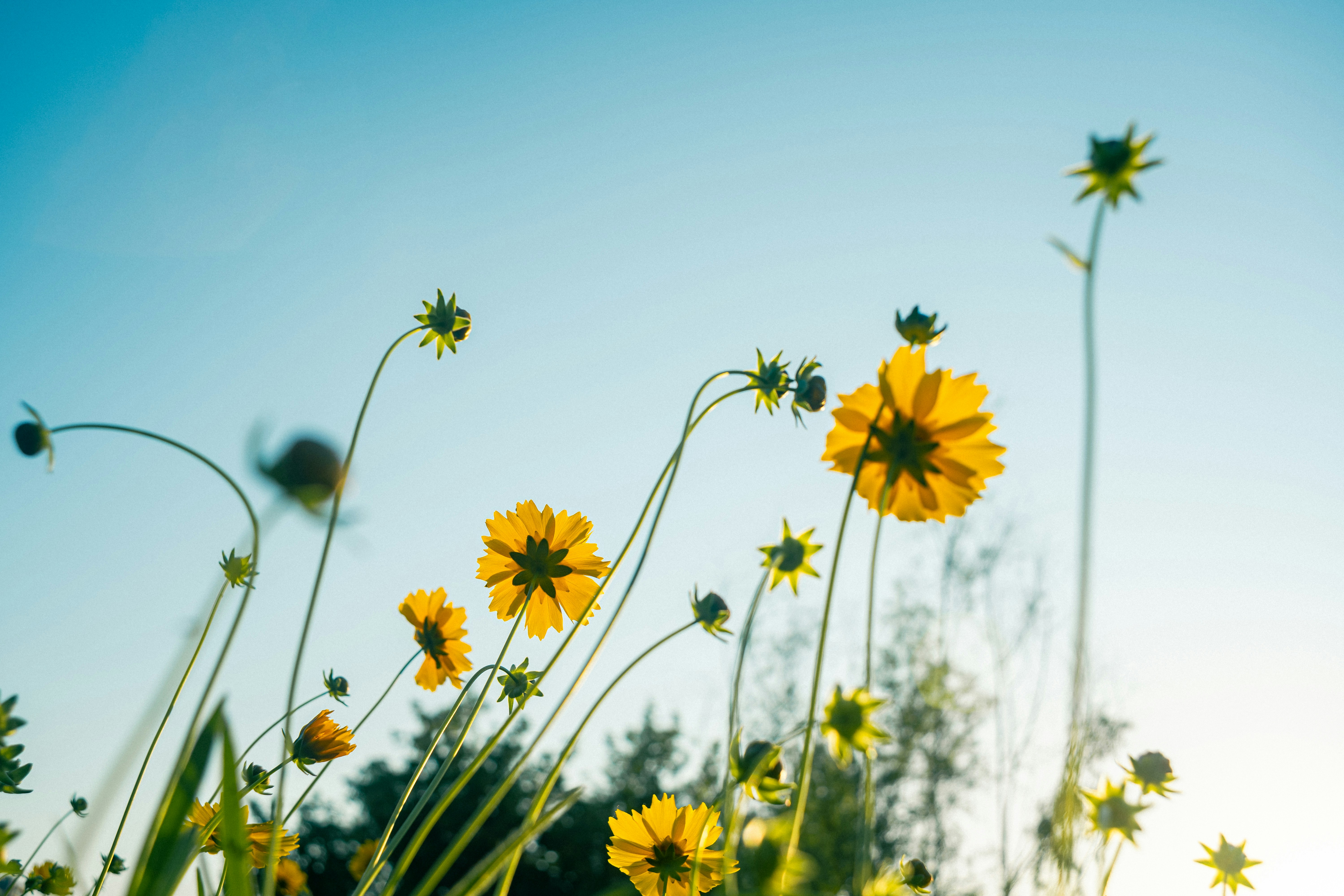 Sunlit Wildflower Chorus Leaning Toward the Morning Sky