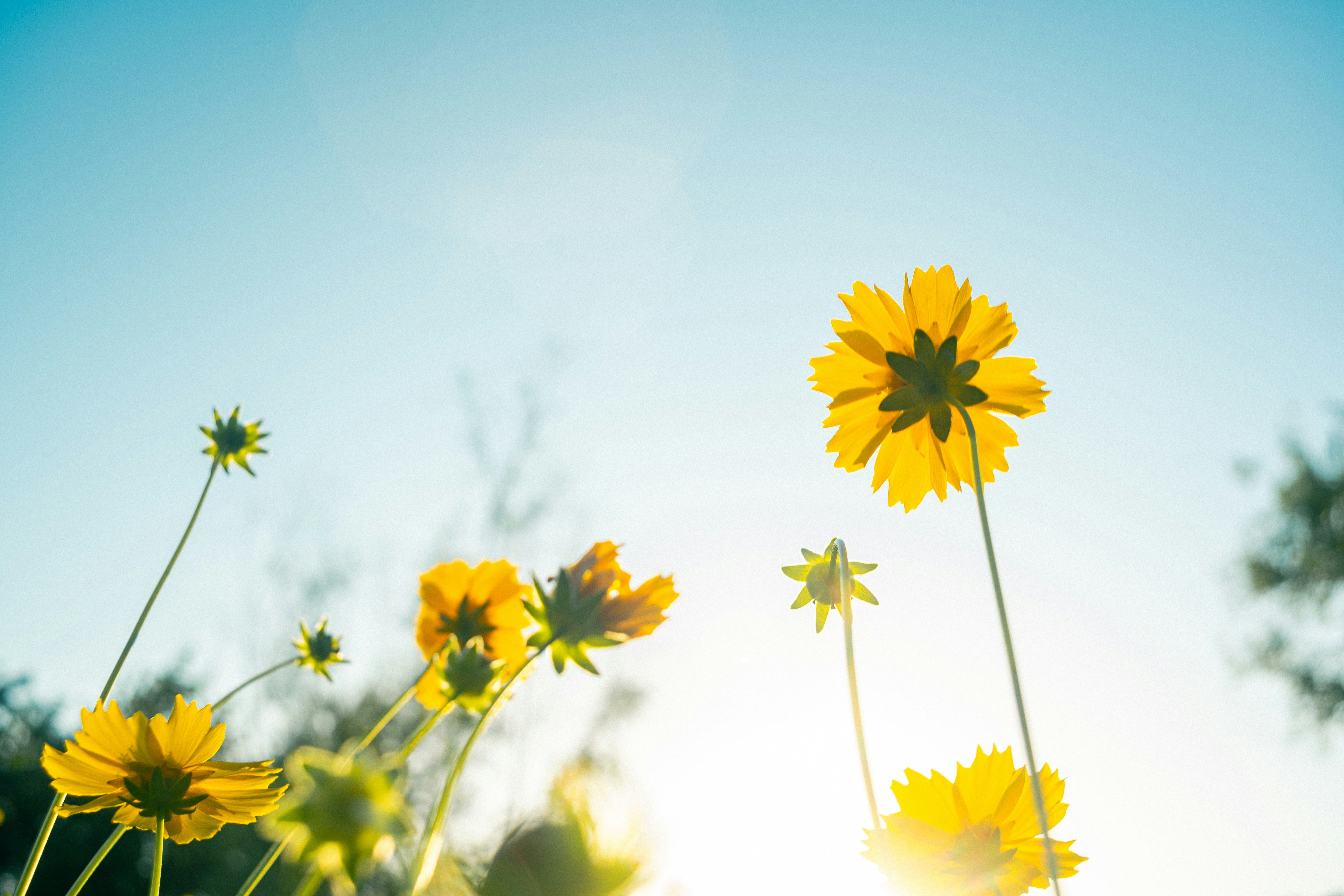 Sunlit Stems: Golden Bloomers Reaching for the Sky