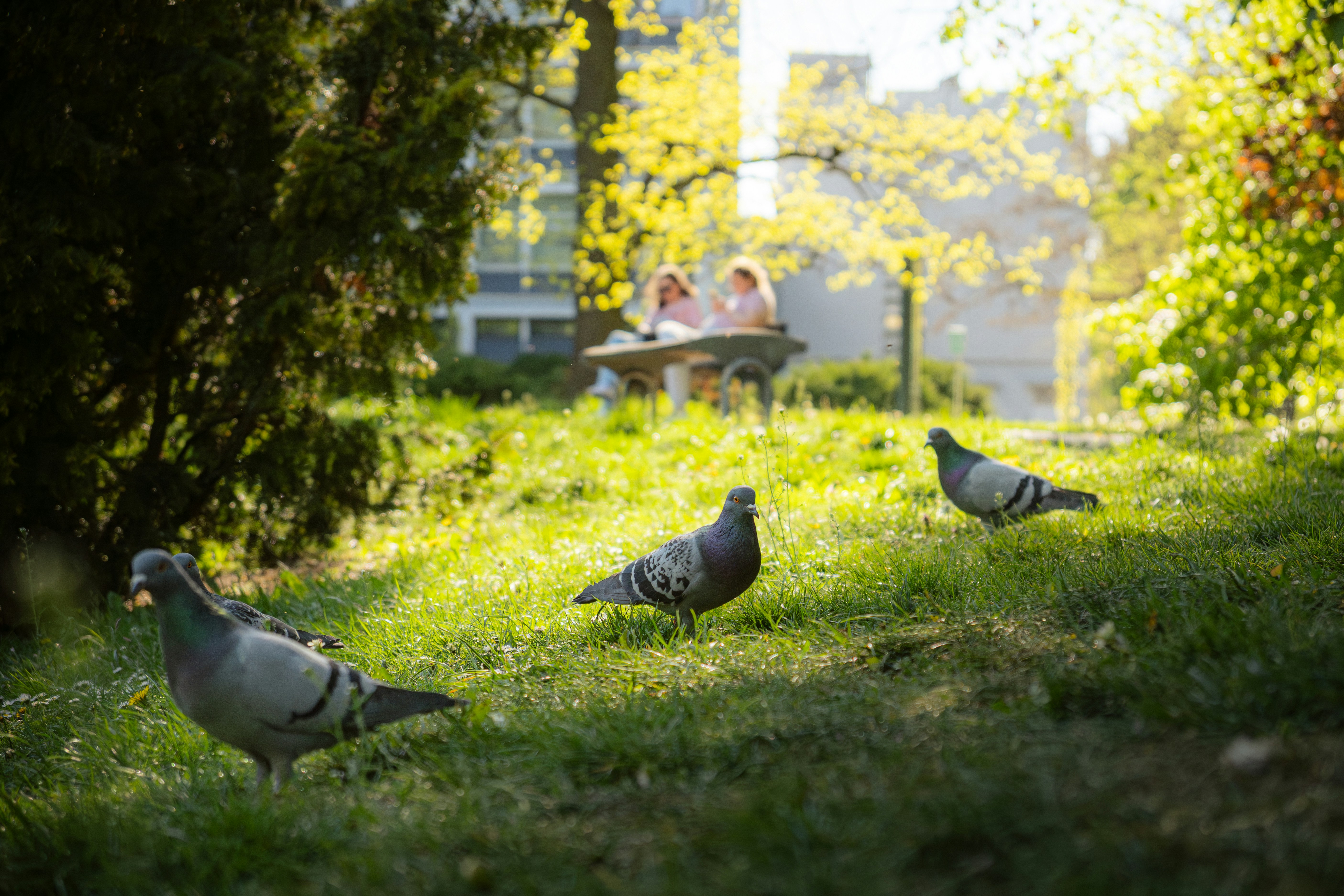 Pigeons in the Park: Quiet Focus Under Autumn Light