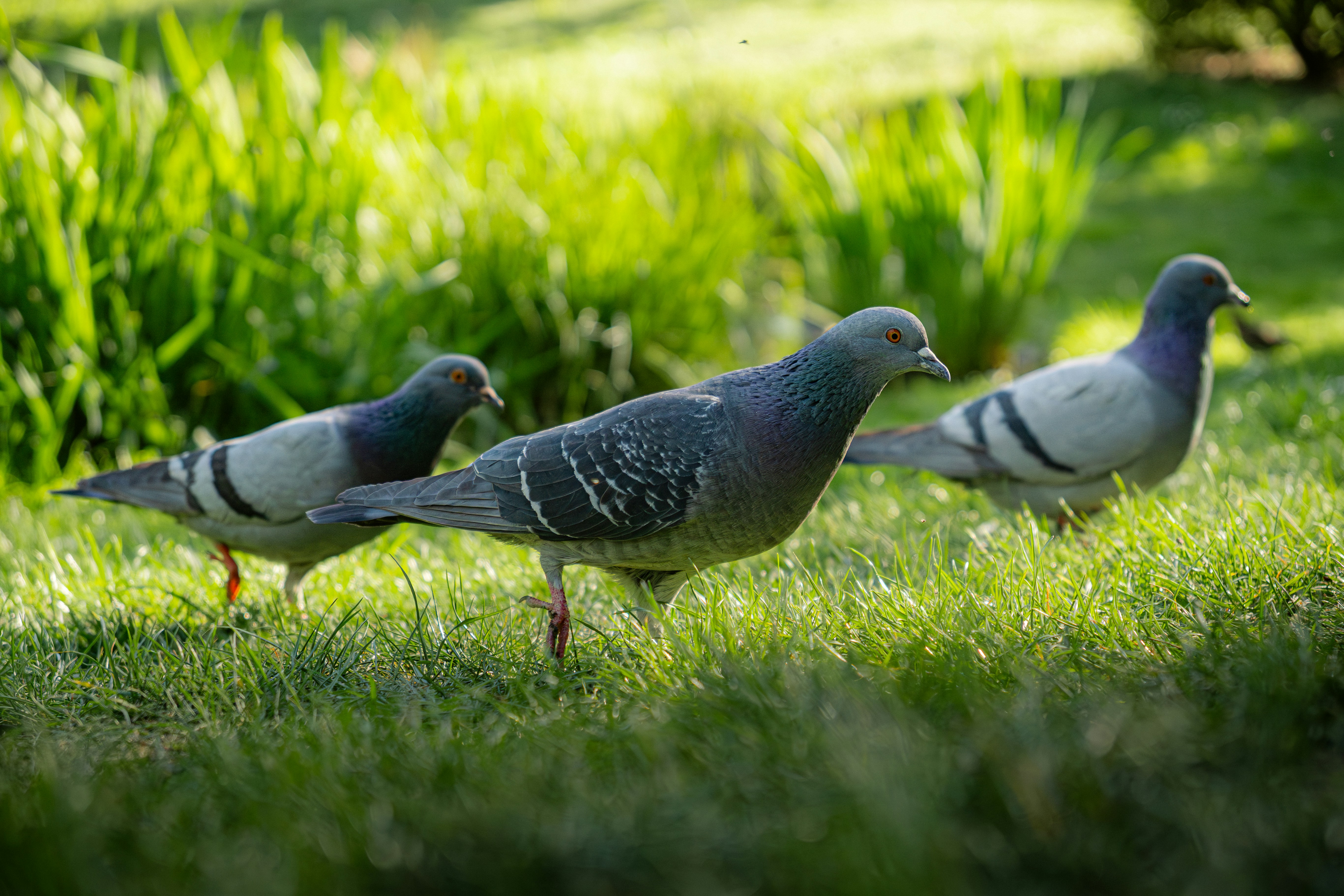 Three-city Pigeons in Sunlit Park